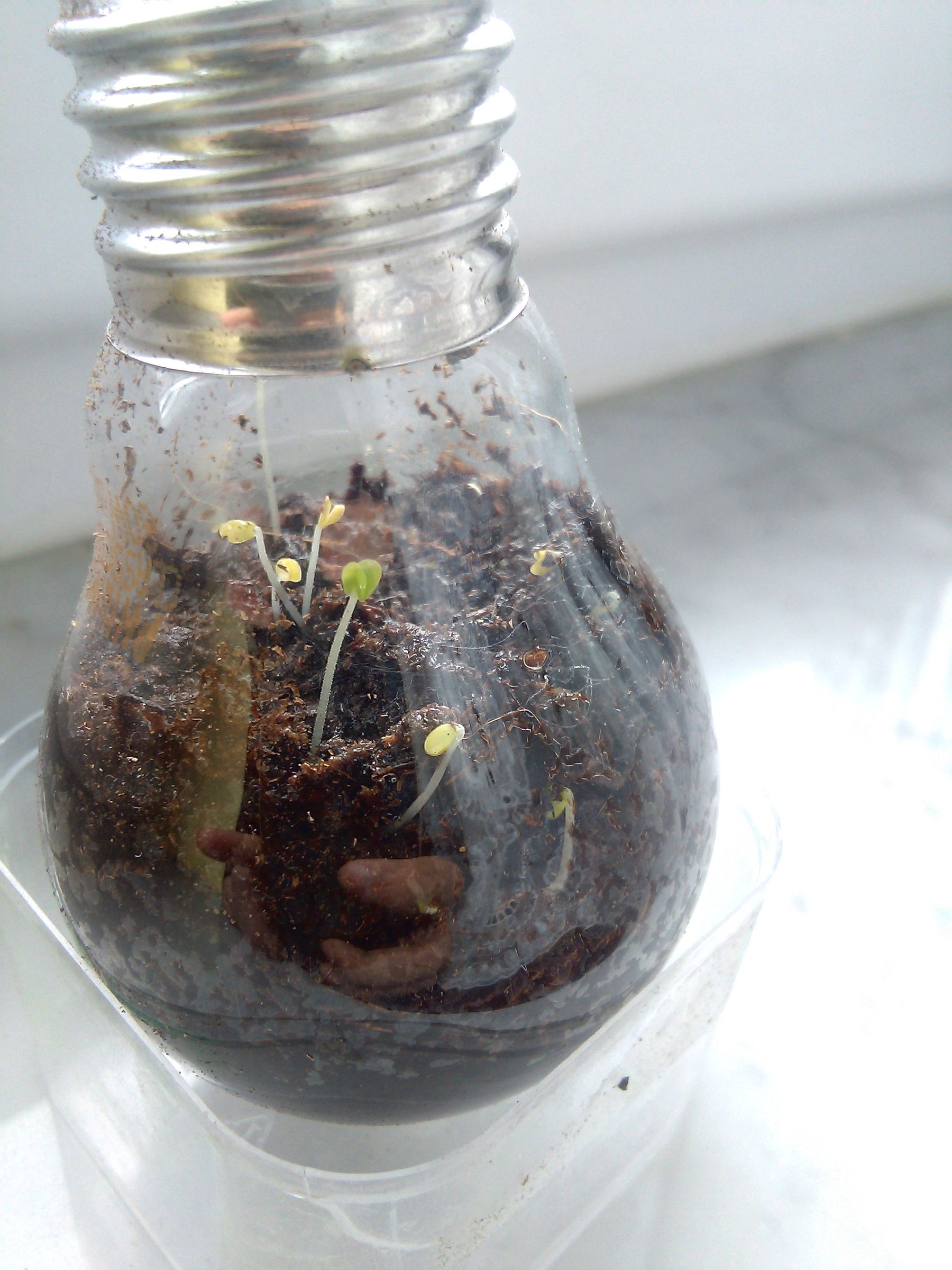 Light Bulb Planter : 3 Steps - Instructables