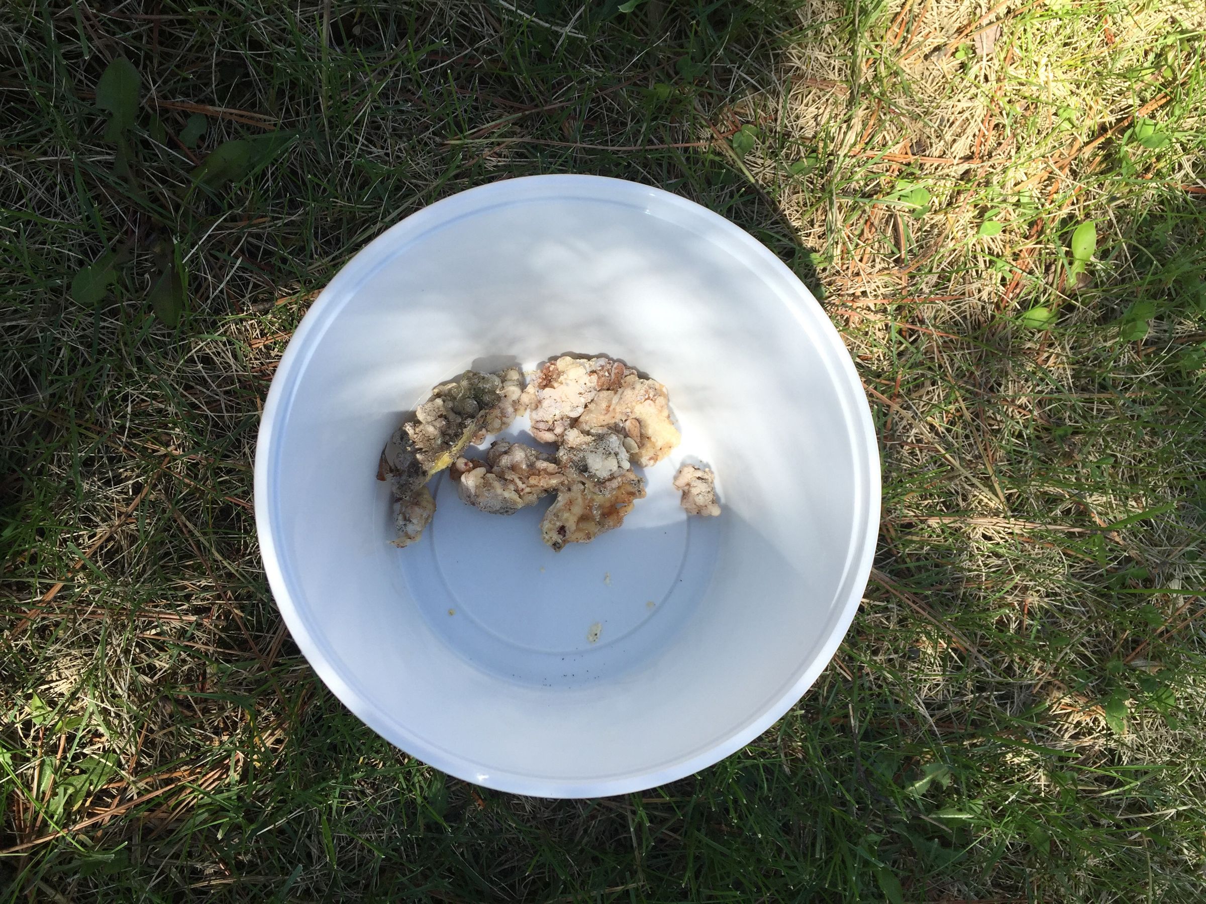 Tree Sap Glue for a Glue Gun : 6 Steps (with Pictures) - Instructables