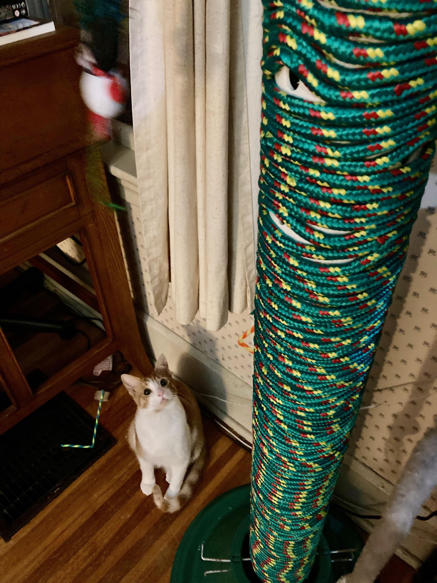 Cat Tree for Your Climber Cat : 8 Steps (with Pictures) - Instructables