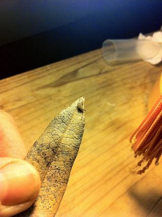 Summoning Jutsu Hand Signs : 7 Steps - Instructables