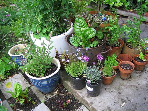 Homemade Acidic Fertilizer : 6 Steps - Instructables
