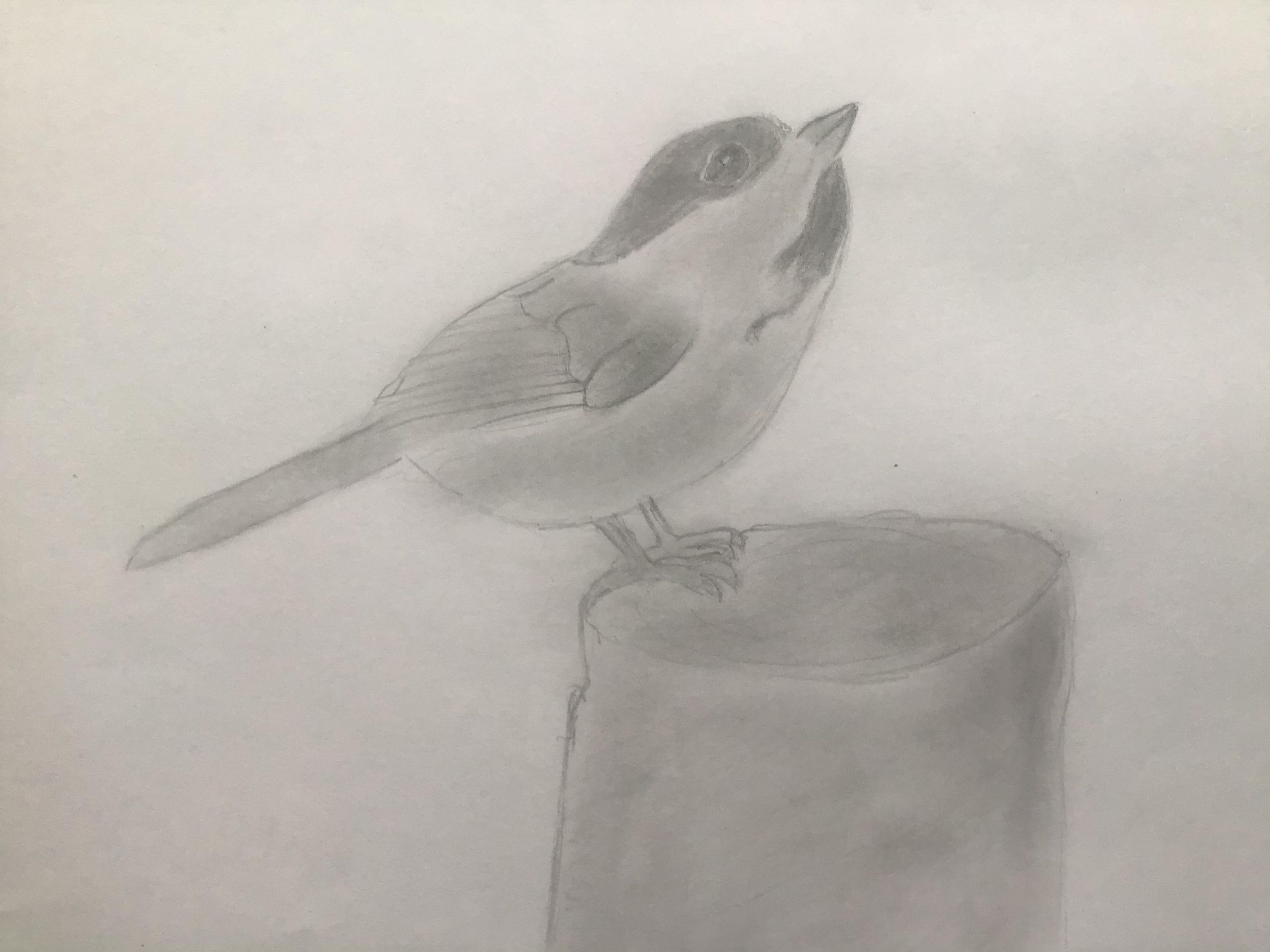 How to Draw a Chickadee : 7 Steps - Instructables