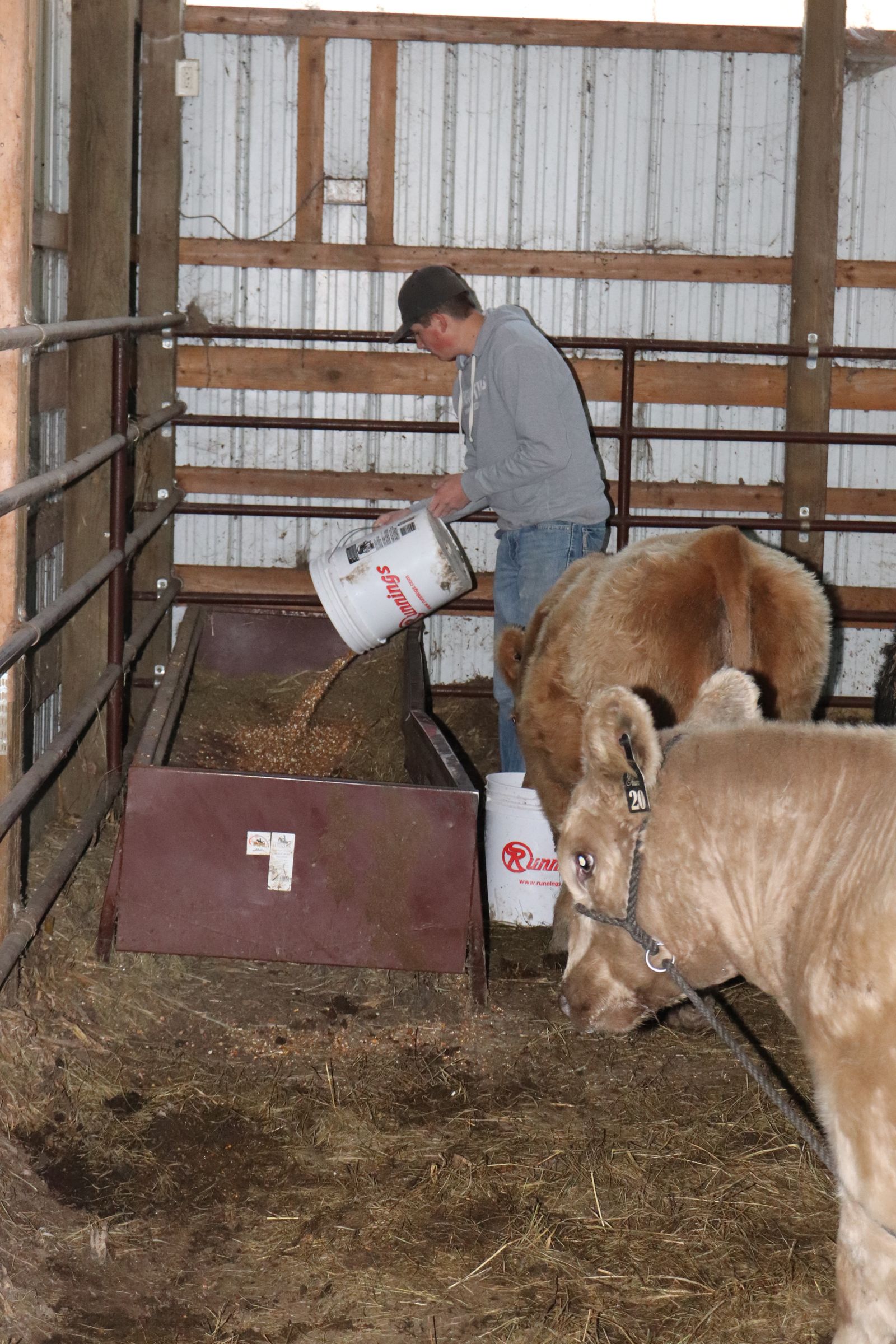 How to Halter Break a Calf : 5 Steps - Instructables
