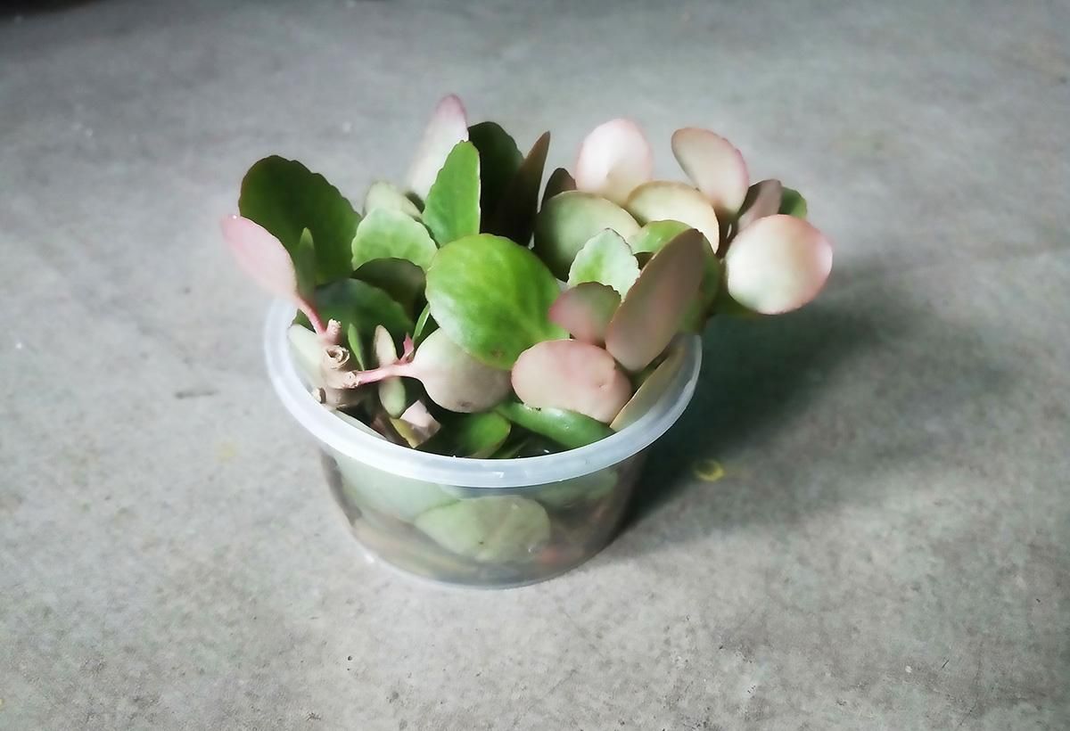 Egg Shell Planter | Gardening : 5 Steps (with Pictures) - Instructables