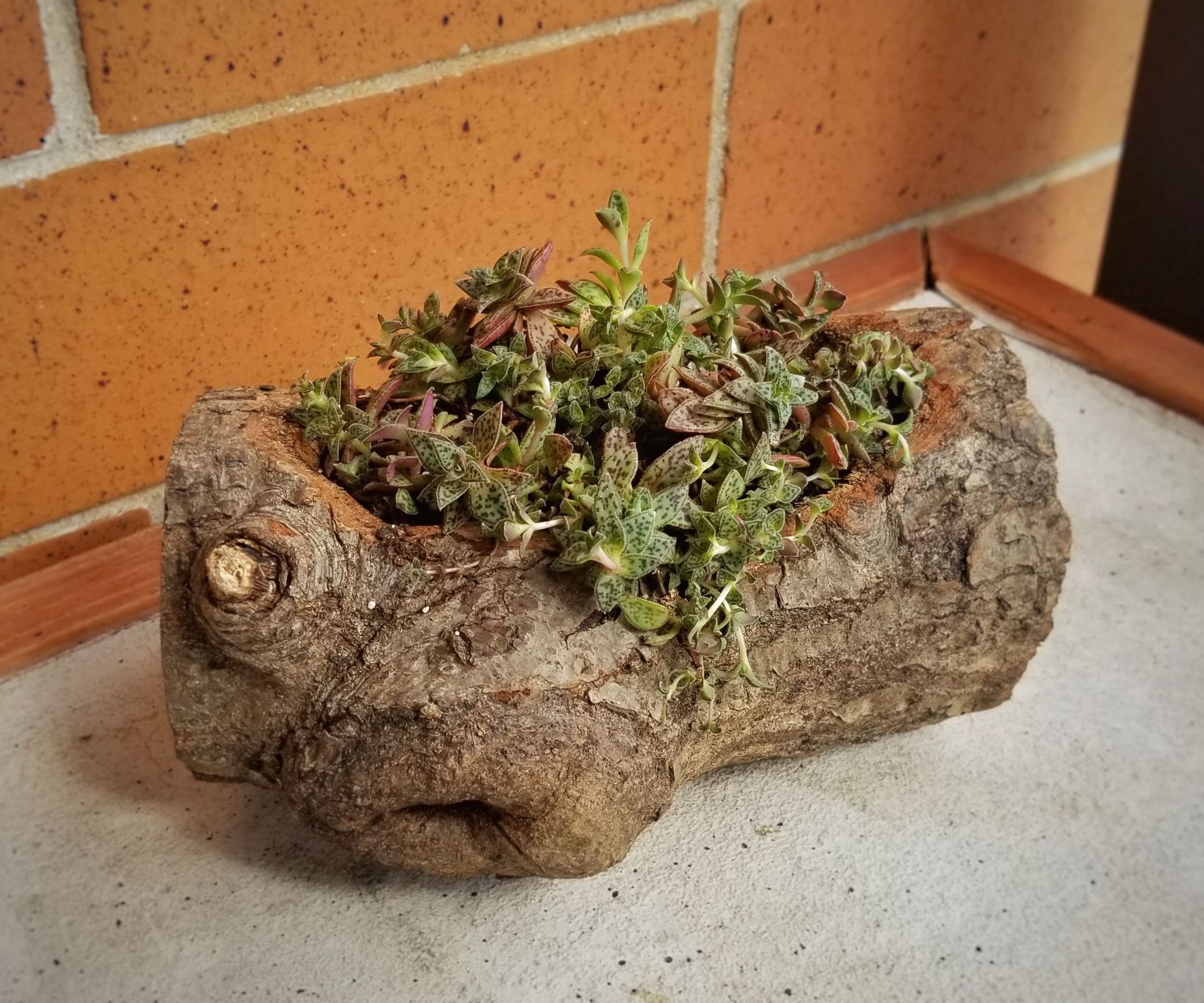 Little Log Planter : 8 Steps (with Pictures) - Instructables