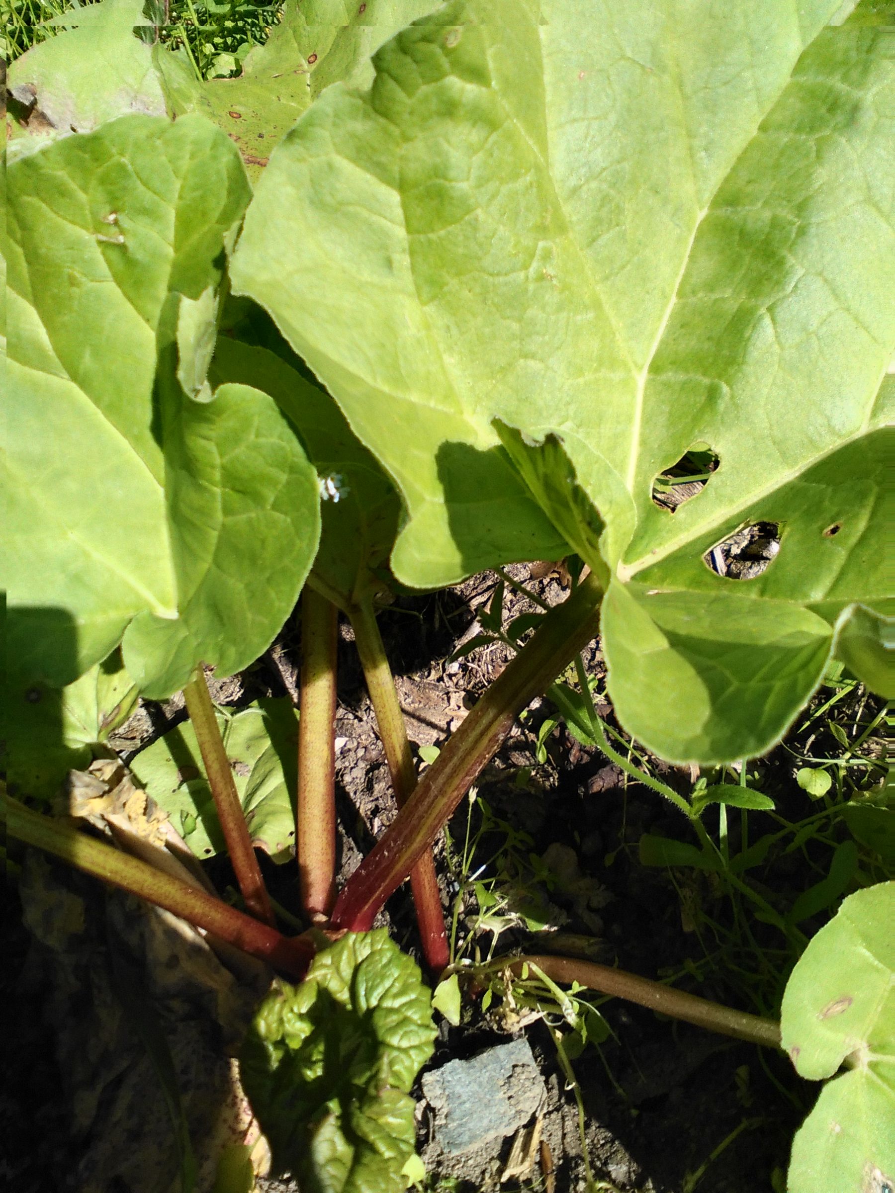 Making the Most Out of Your Rhubarb Patch : 3 Steps (with Pictures ...