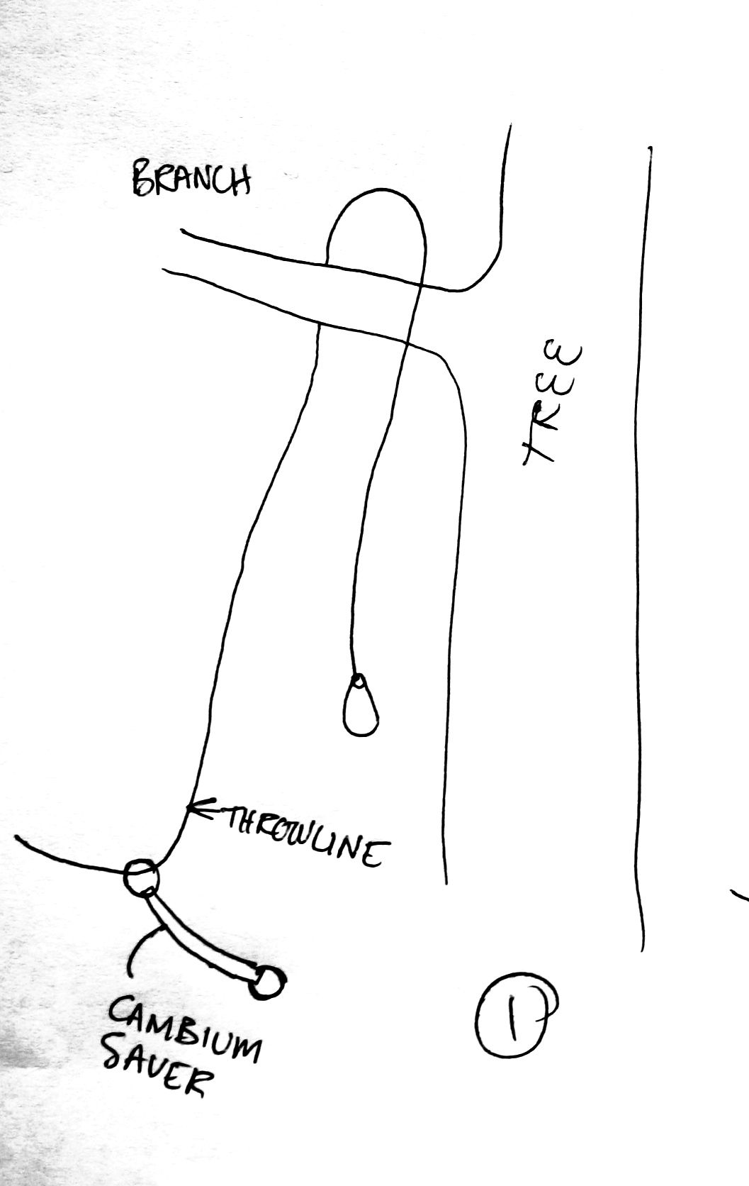 How to Get a Rope Into a Tree (without Climbing It) : 6 Steps ...