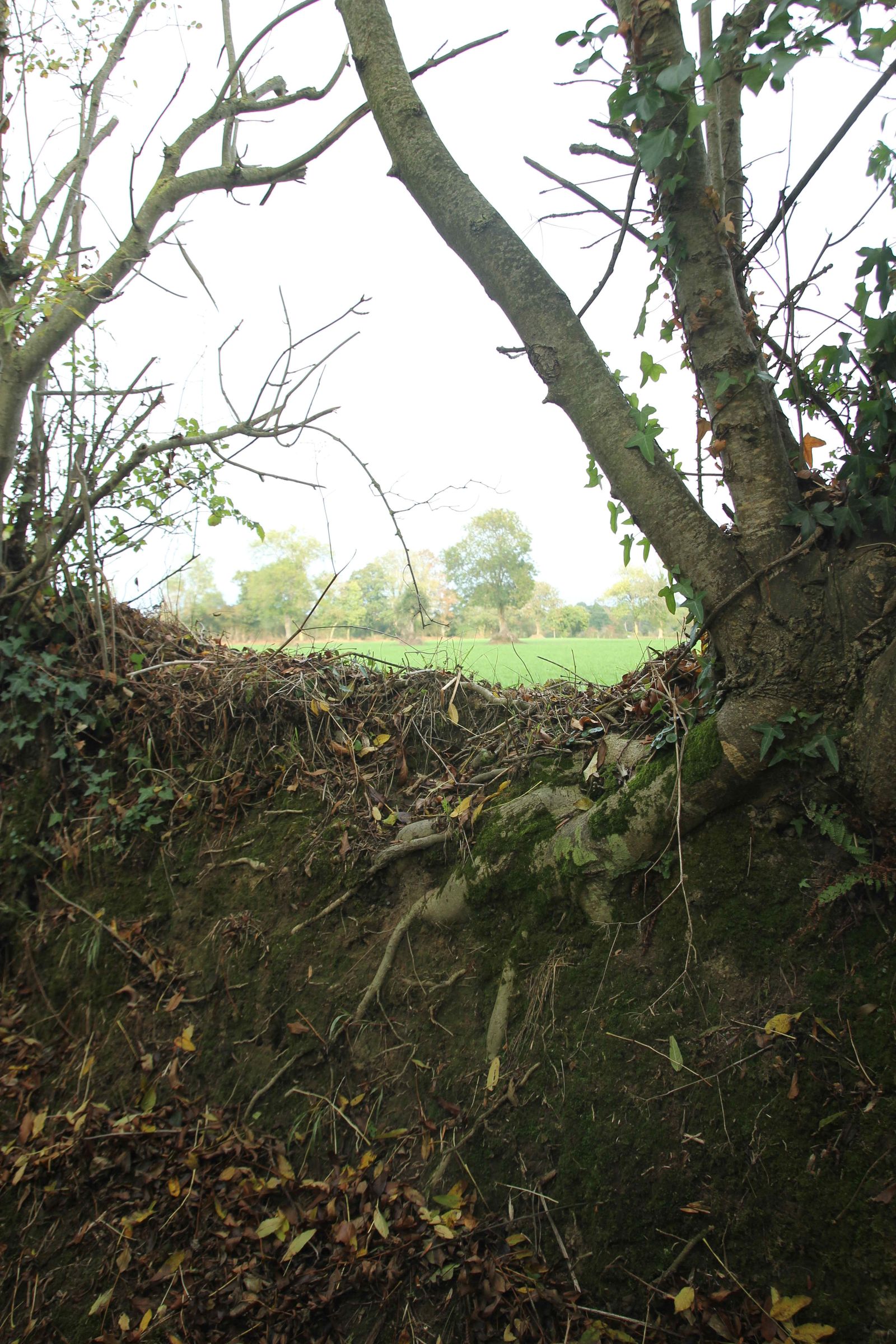 Woodland Spirit Twig Crown With Fawn Ears : 5 Steps - Instructables