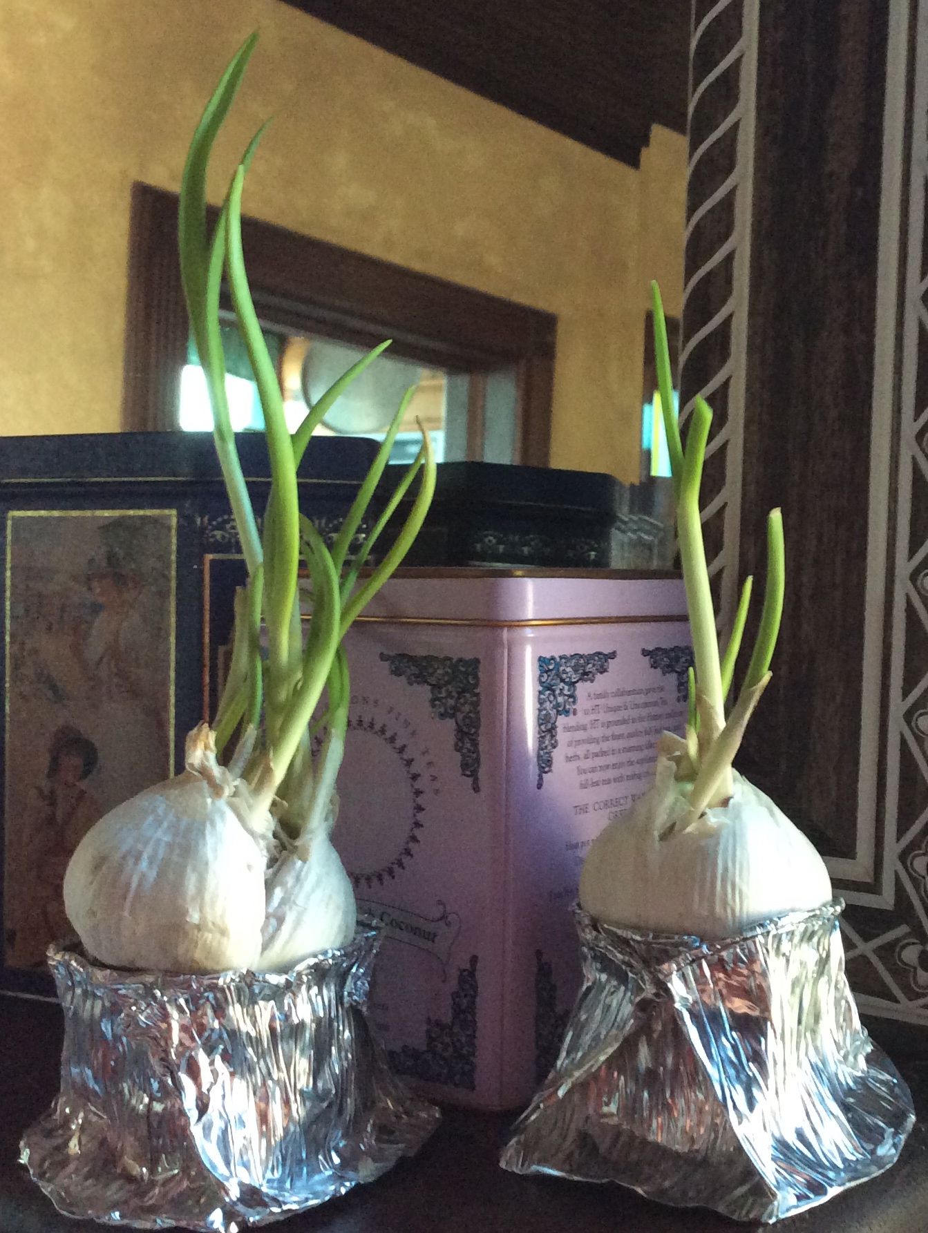 GARLIC SPROUTS : 3 Steps (with Pictures) - Instructables