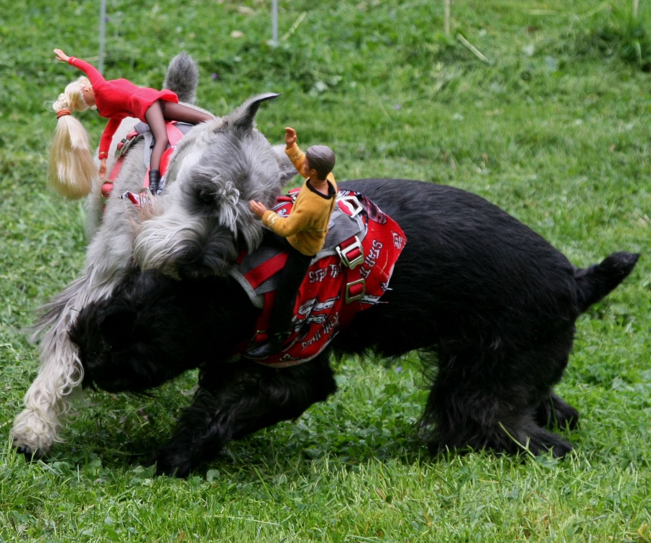 Ride 'em Cowboy Dog Costumes : 5 Steps (with Pictures) - Instructables