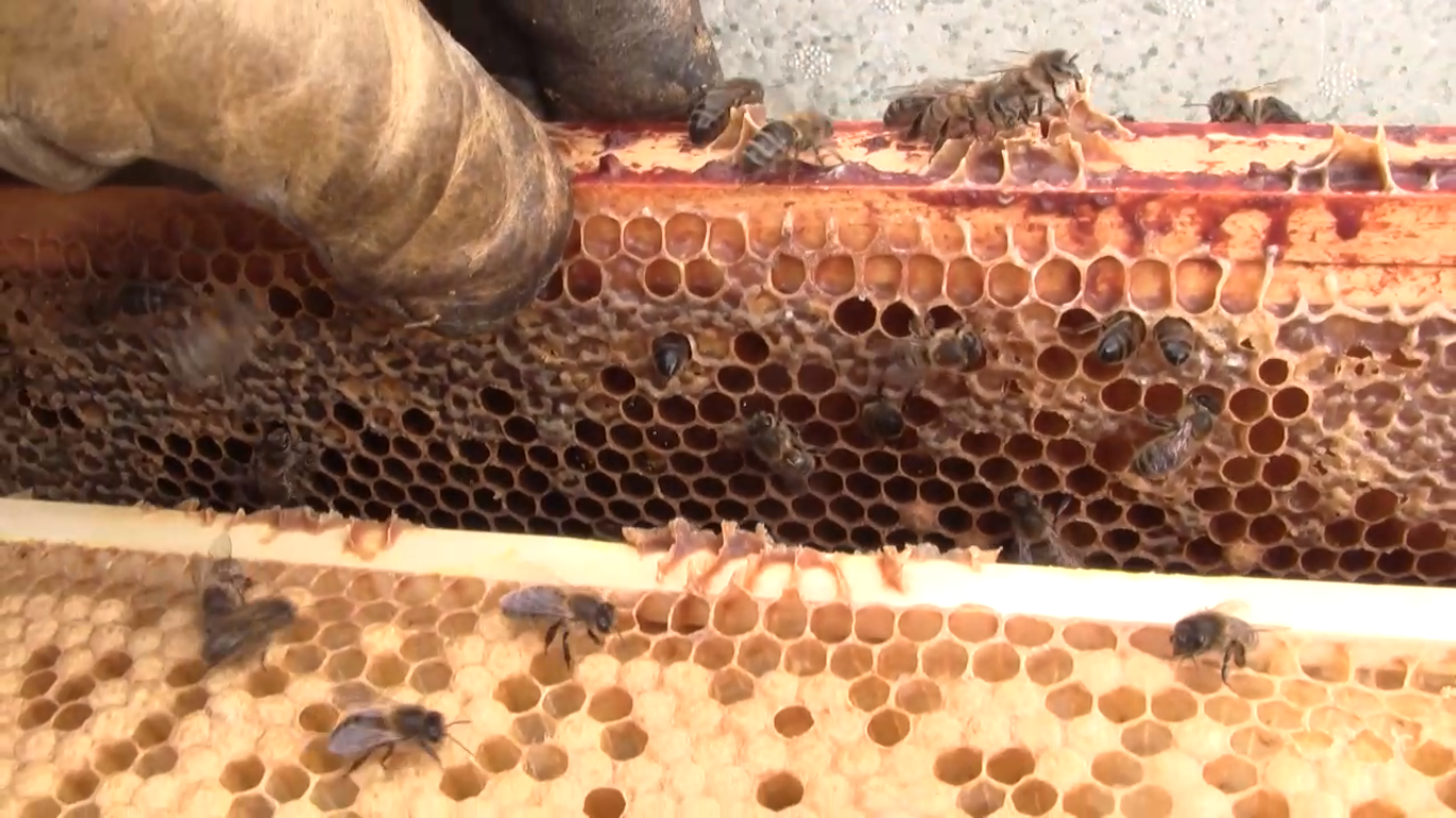 An Easy Way to Make a Nucleus of Honey Bees With Queen Cell Grafting ...
