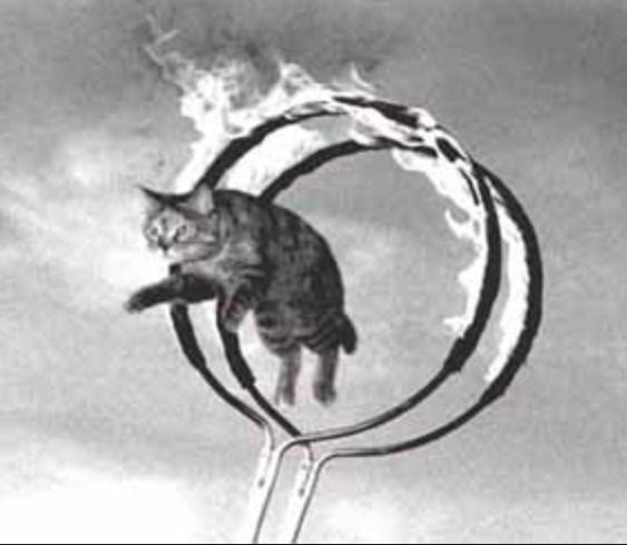 How to Get a Cat to Jump Through a Hoop : 3 Steps - Instructables