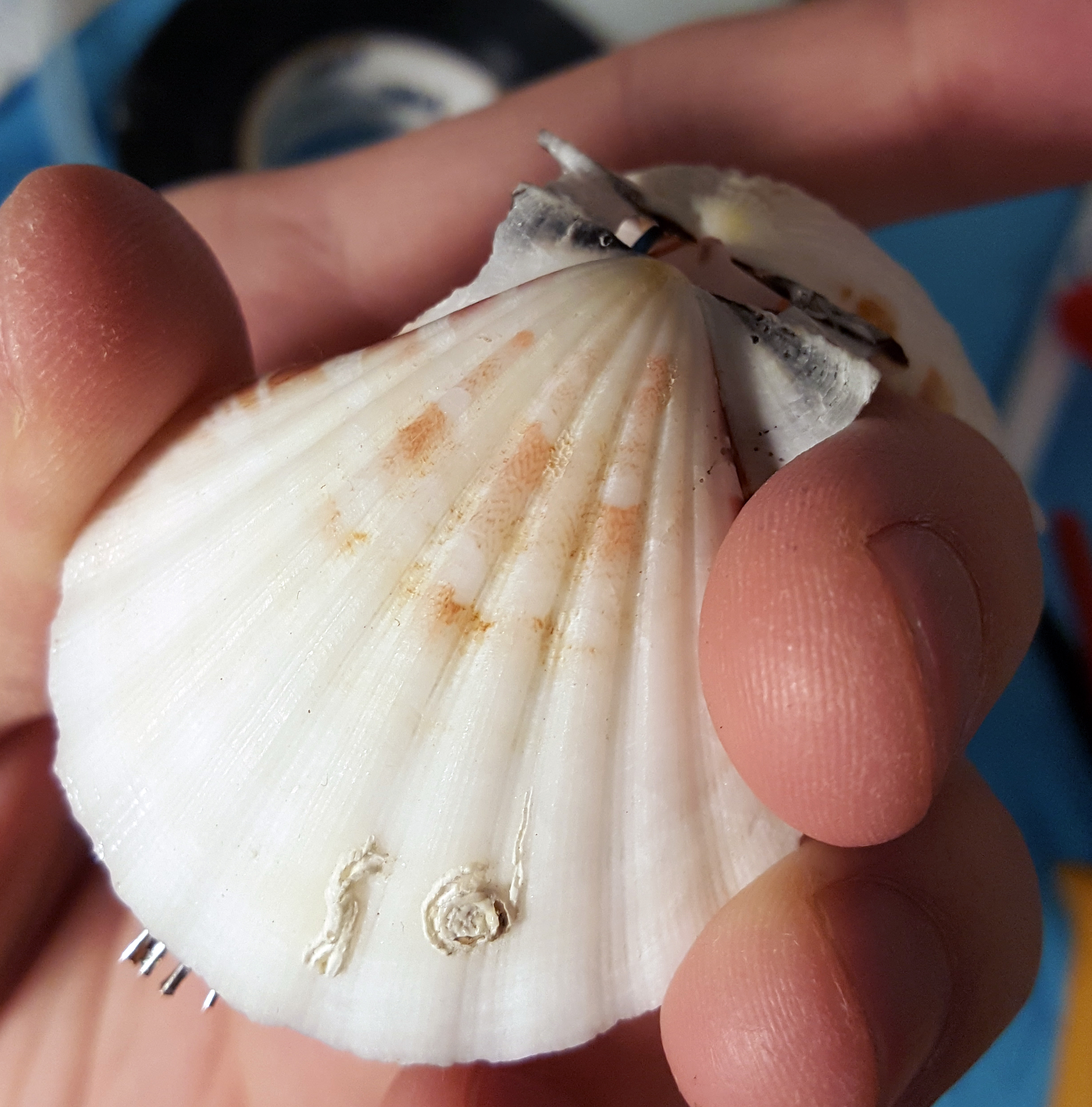 LED-illuminated Seashell Engagement Ring Box : 9 Steps (with Pictures ...