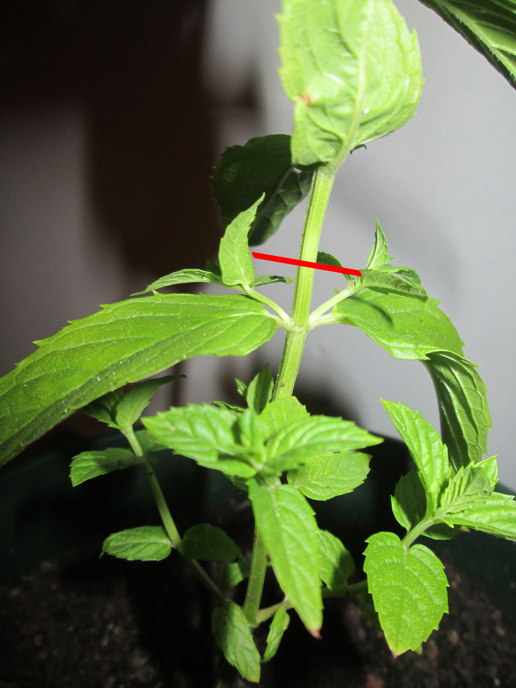 Propagating Mint From Cuttings : 5 Steps - Instructables