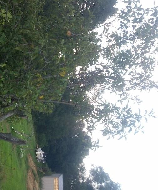 Correcting a Leaning Apple Tree : 6 Steps - Instructables