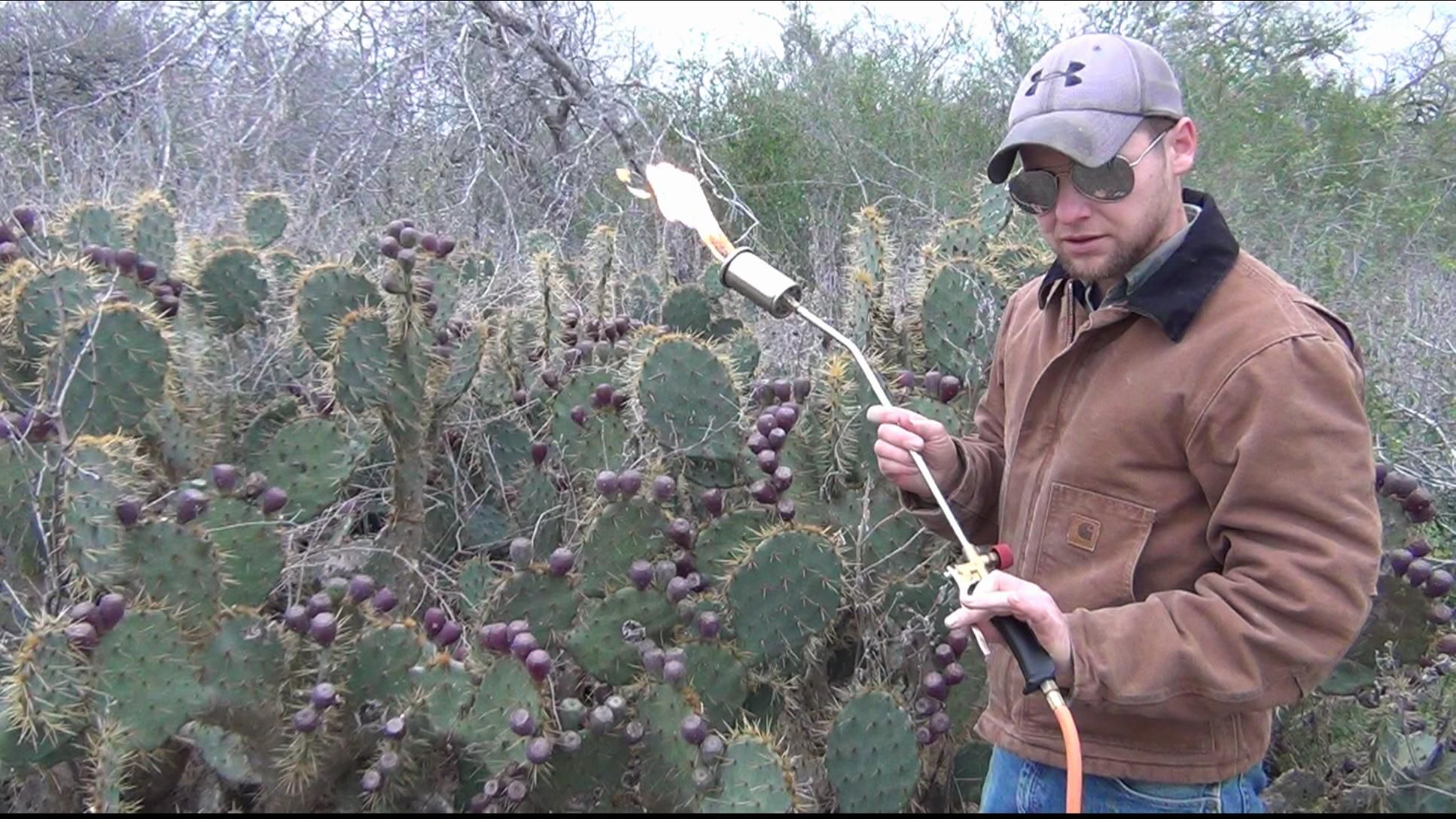 How to Pick and Eat Prickly Pear Cactus : 7 Steps (with Pictures ...