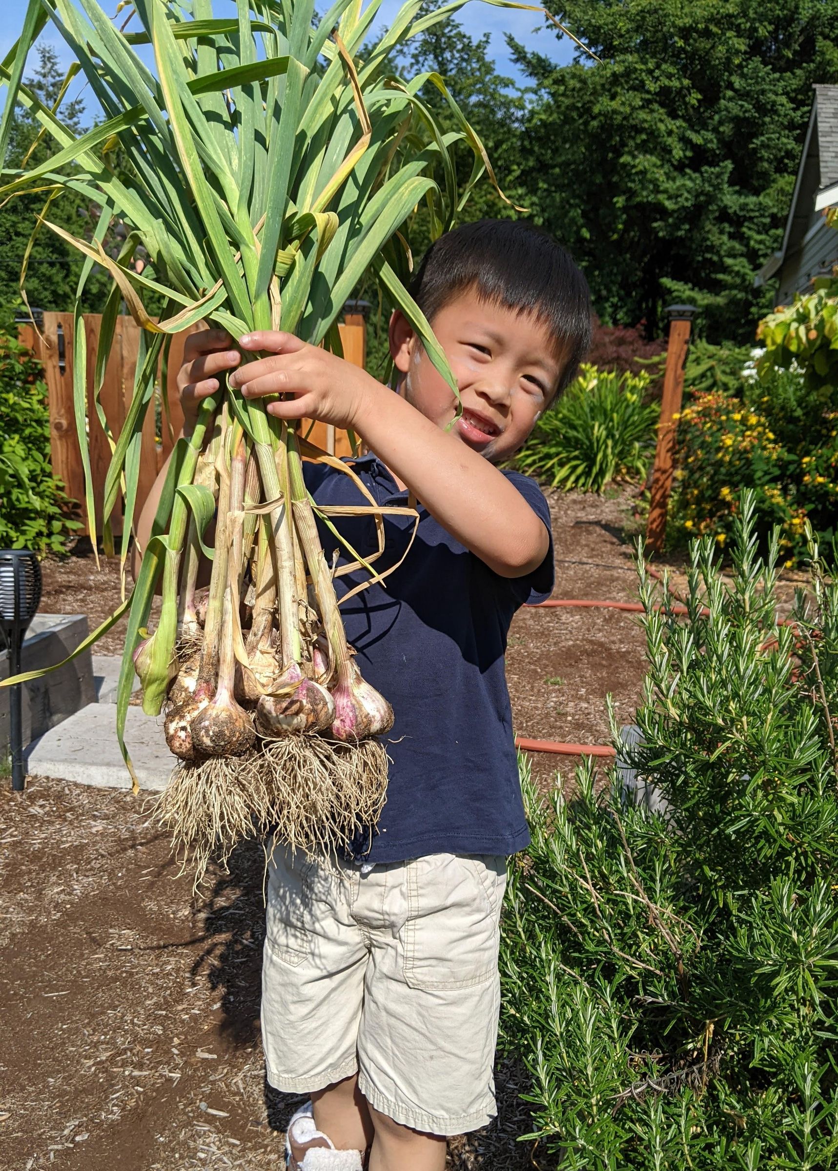DIY: Transforming My Front Yard From Grass to a Vegetable Garden : 8 ...