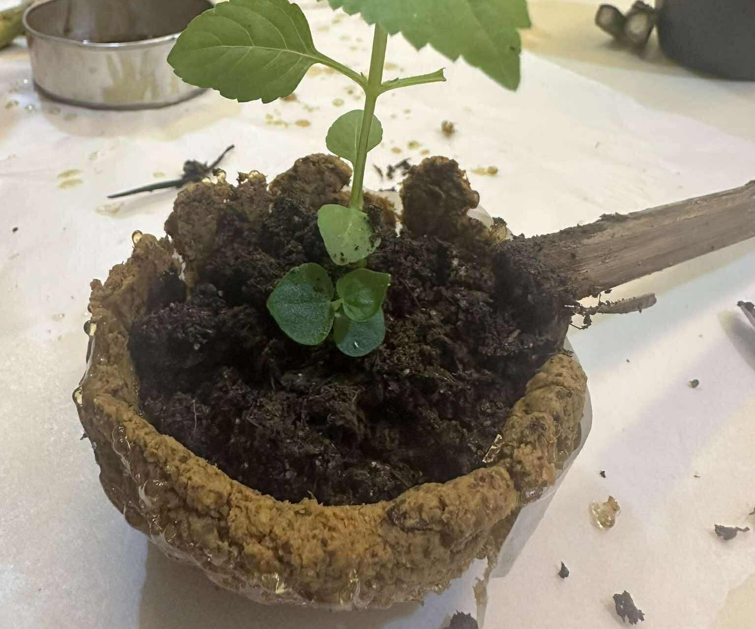 Biodegradable Pot : 5 Steps - Instructables