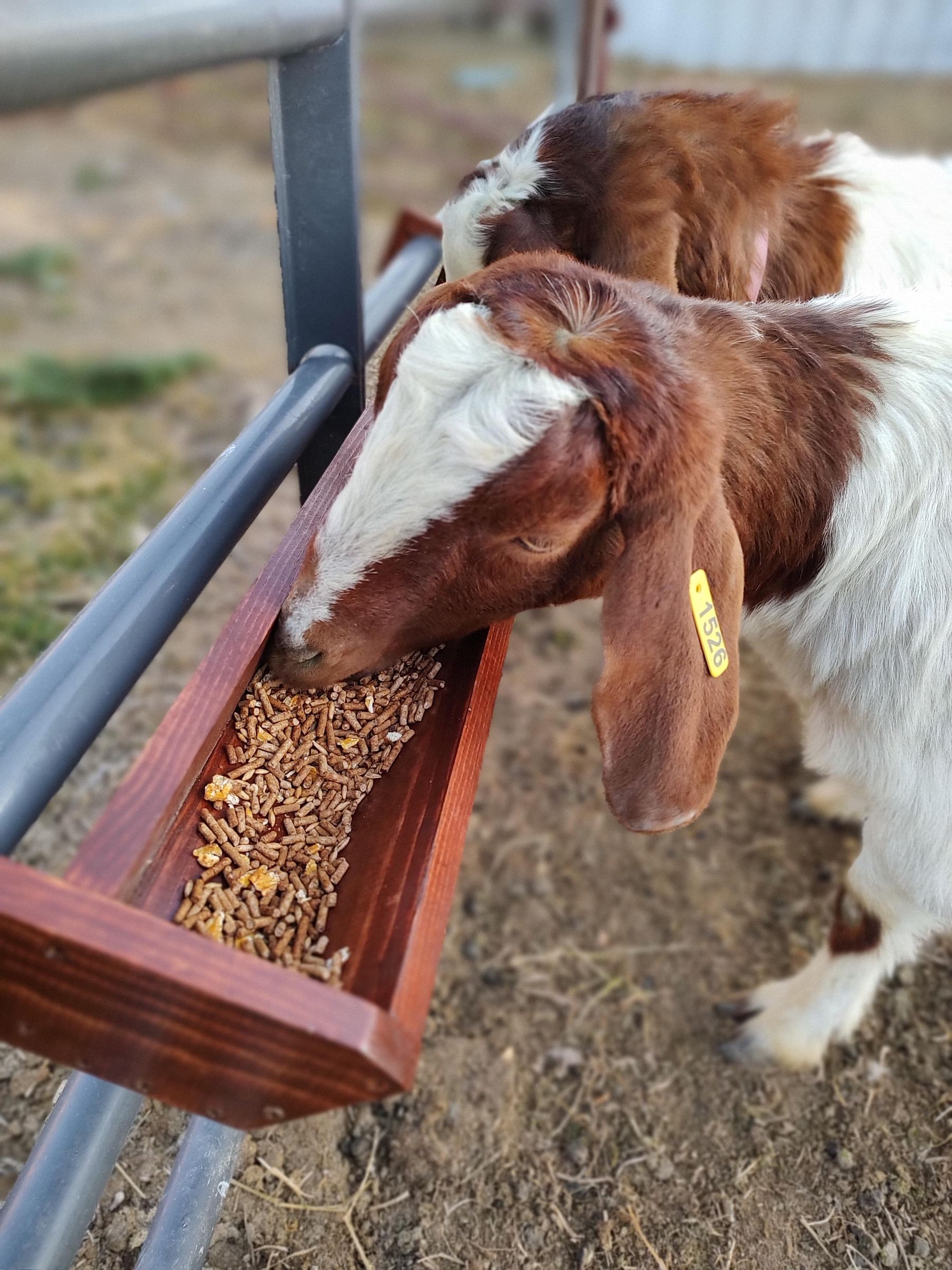 Livestock Feeder : 11 Steps (with Pictures) - Instructables