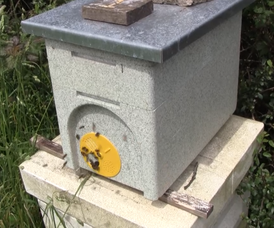 An Easy Way to Make a Nucleus of Honey Bees With Queen Cell Grafting ...