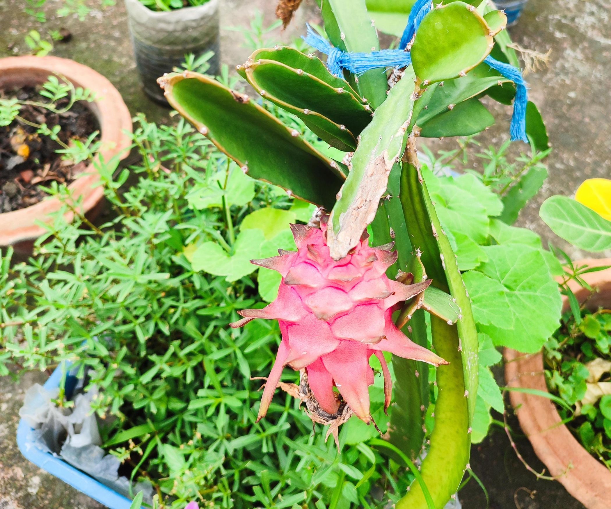 Urban Rooftop Oasis: How to Grow a Dragon Tree at Low Cost in Your Home ...