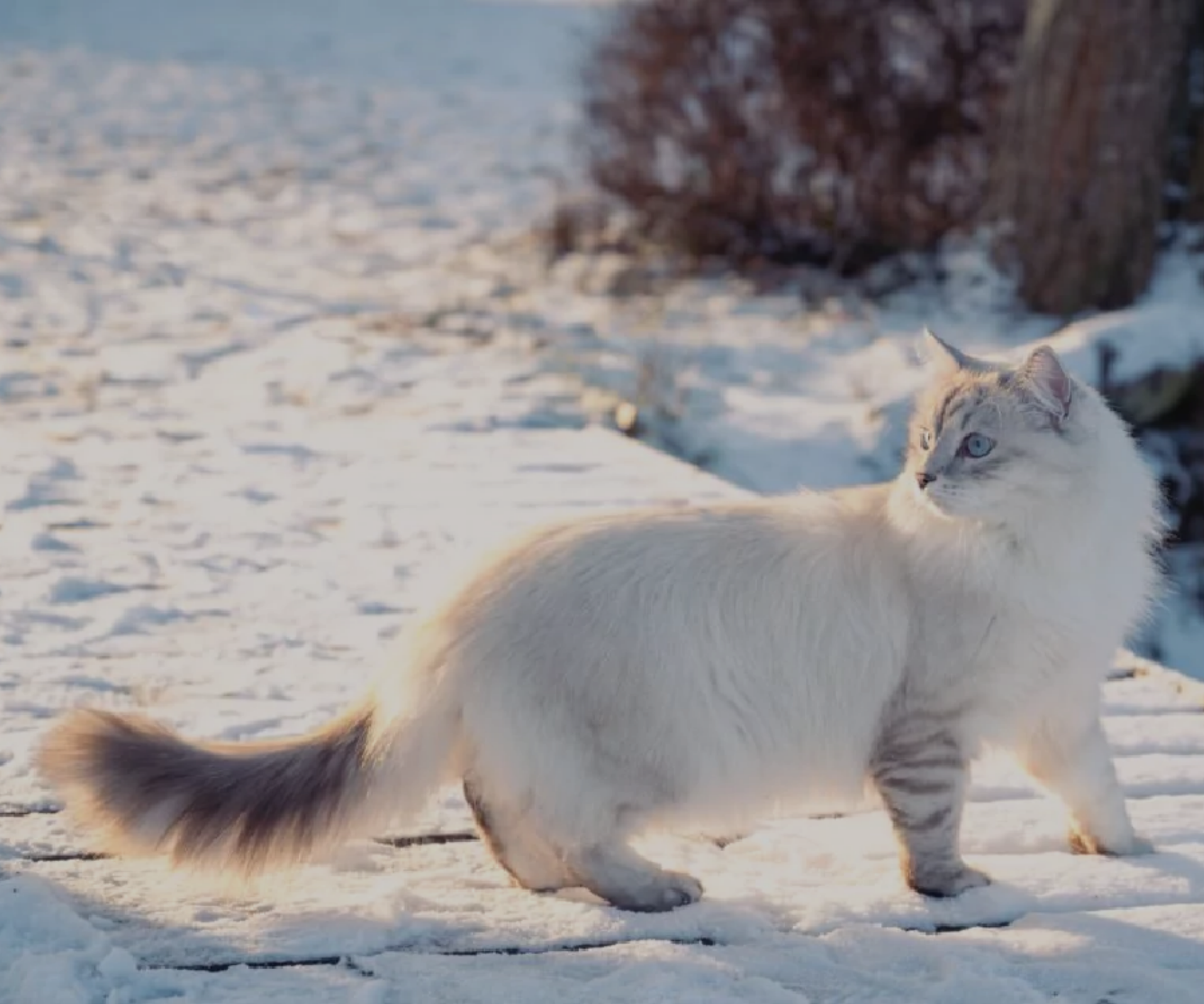 Smart Picture Frame (Raspberry Pi 4) : 6 Steps - Instructables