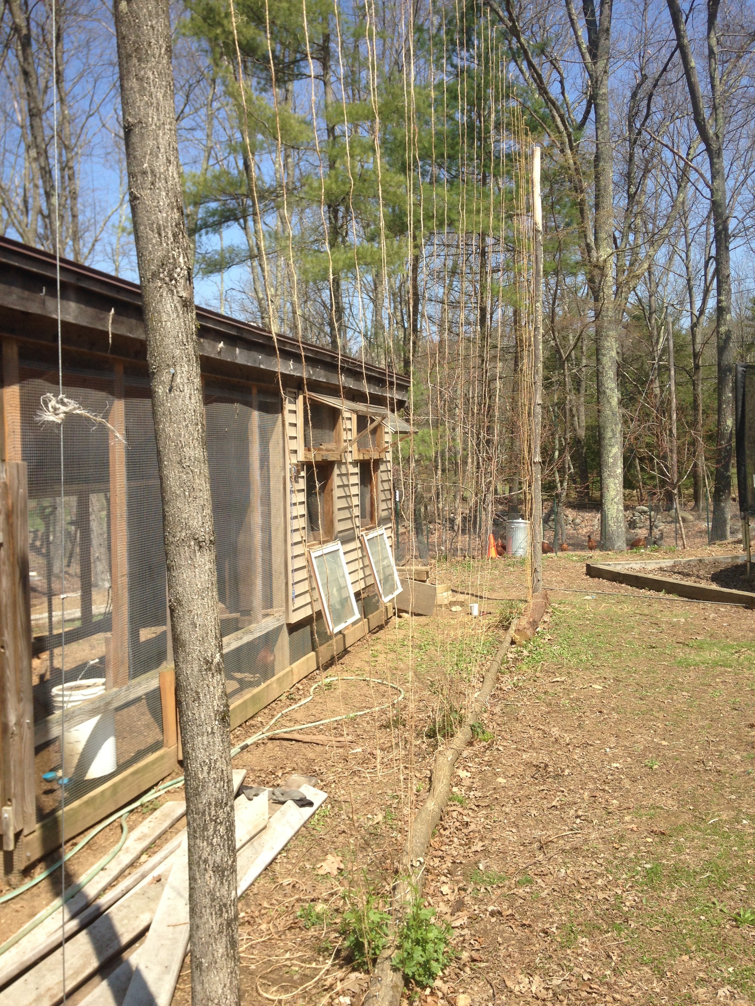 Growing Hops at Home : 9 Steps (with Pictures) - Instructables