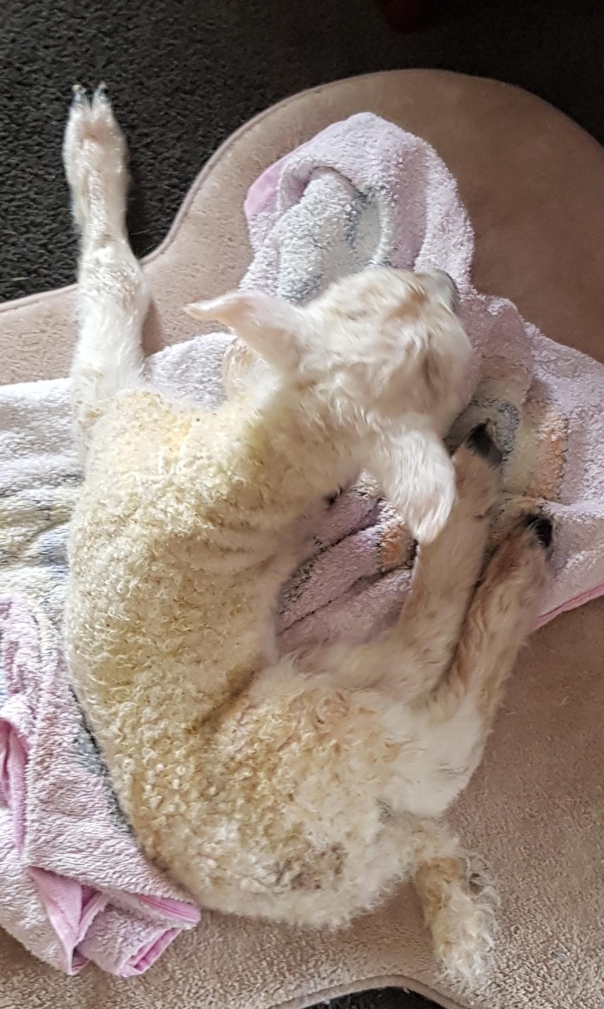 Raising Orphan Lambs : 4 Steps (with Pictures) - Instructables