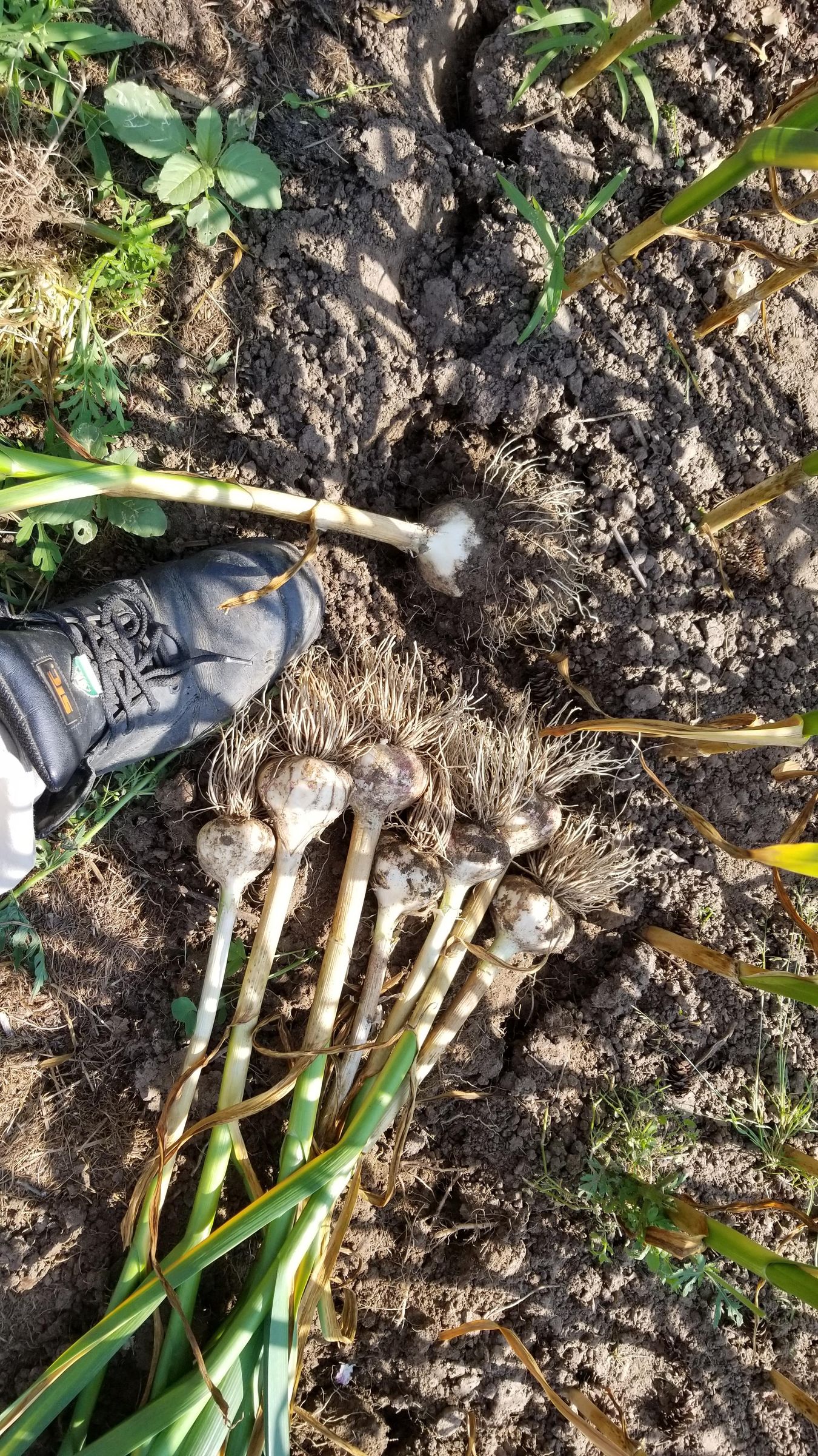 Garlic Gardening : 49 Steps (with Pictures) - Instructables