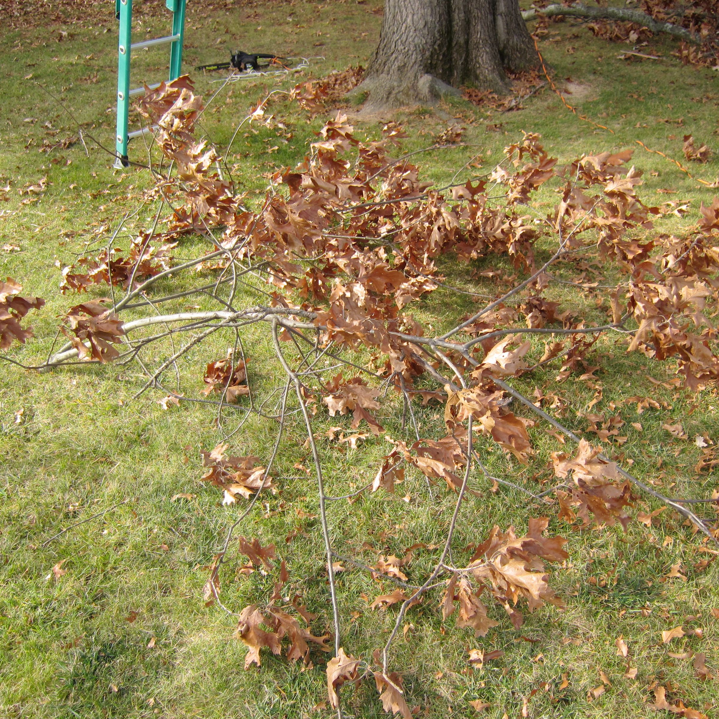 Branch Weaving : 5 Steps (with Pictures) - Instructables