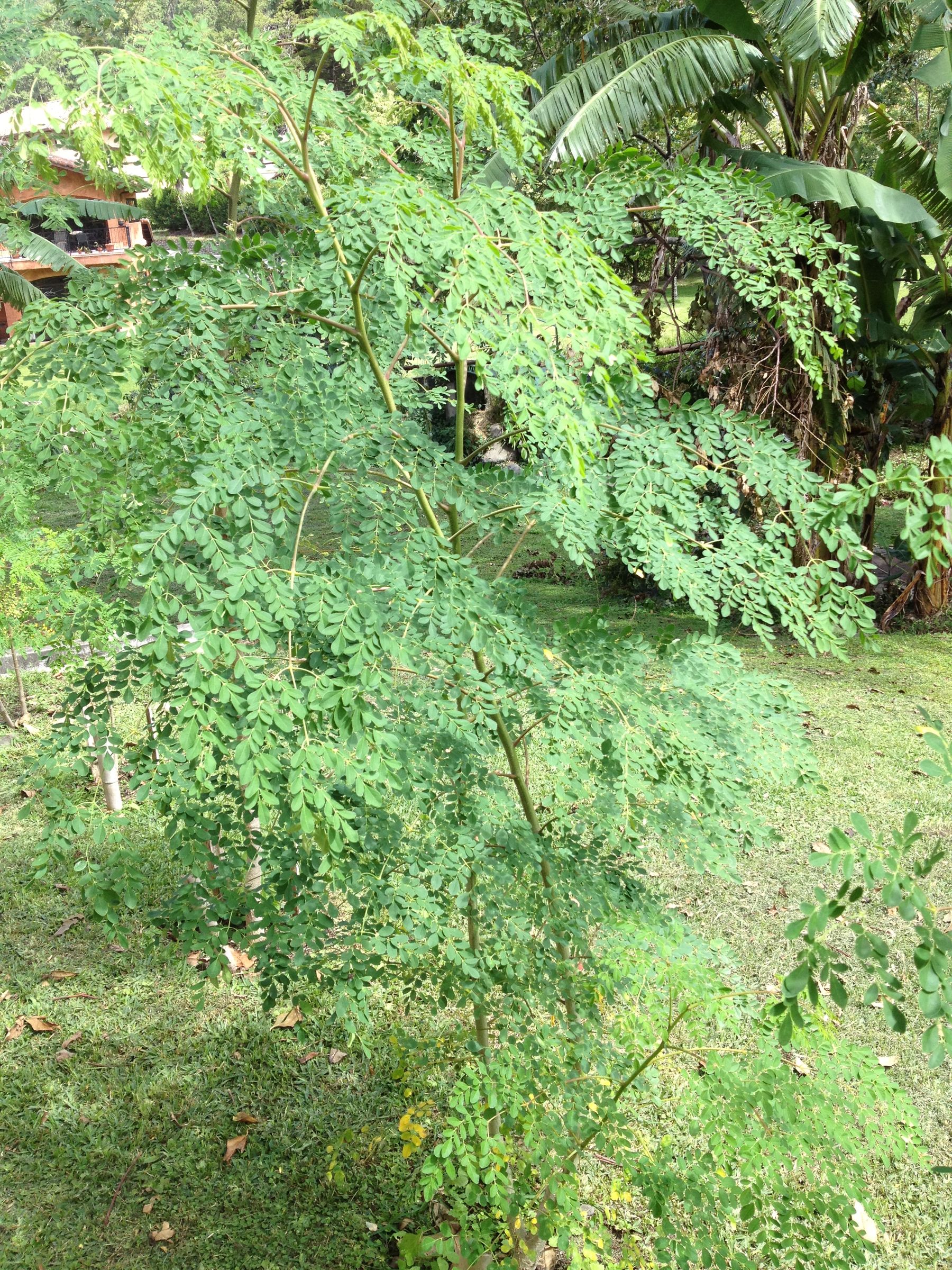 Gathering Moringa, A.k.a. the Miracle Tree : 8 Steps - Instructables