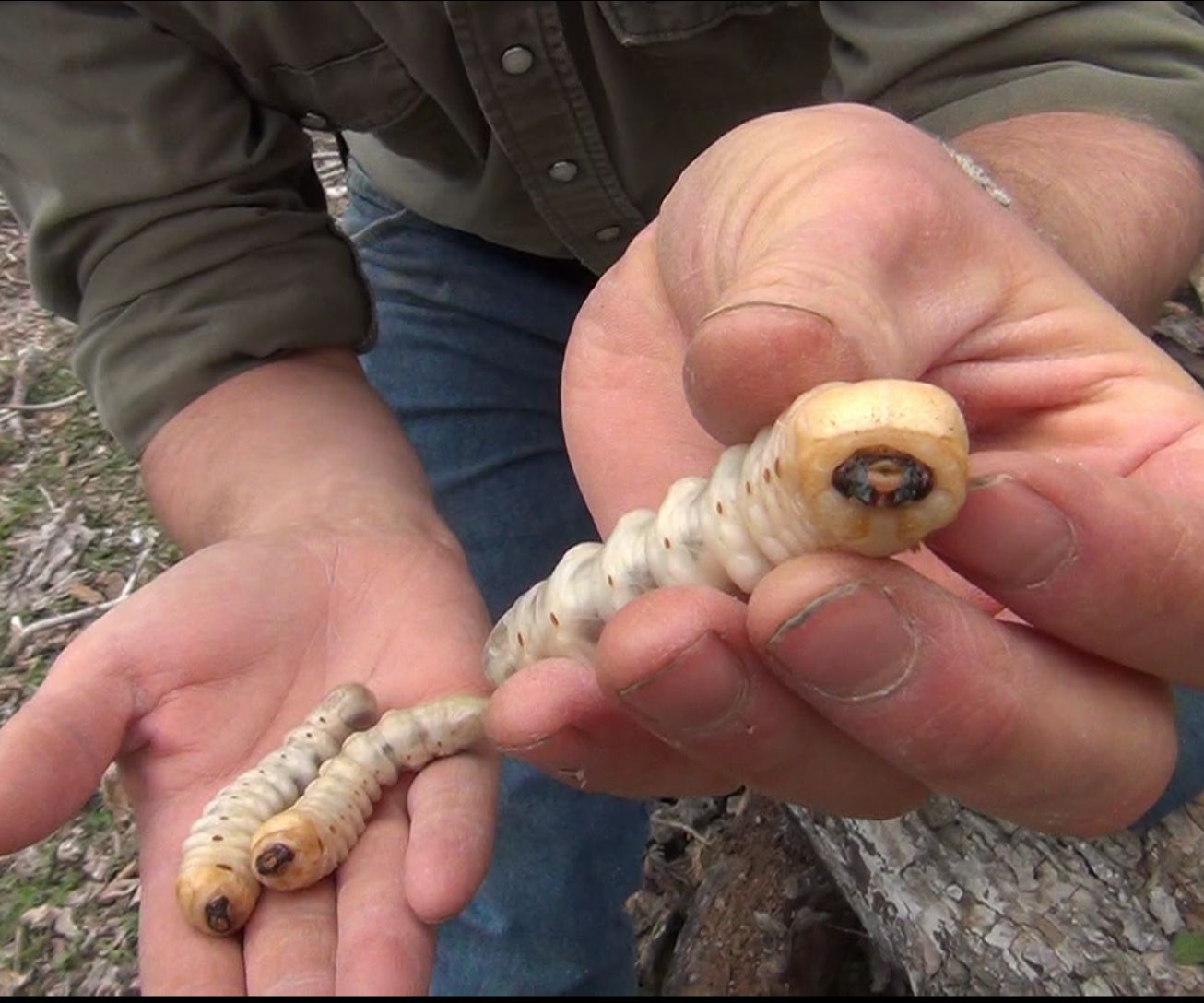How to Cook and EAT Giant Grubs : 6 Steps (with Pictures) - Instructables