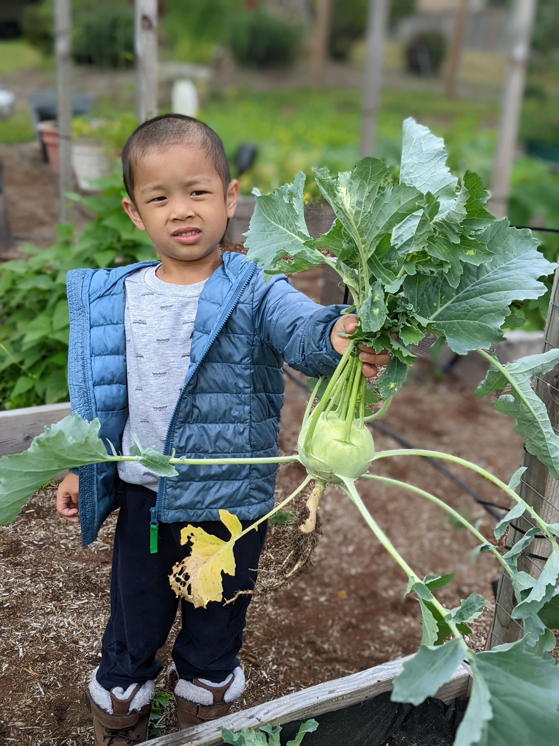 DIY: Transforming My Front Yard From Grass to a Vegetable Garden : 8 ...
