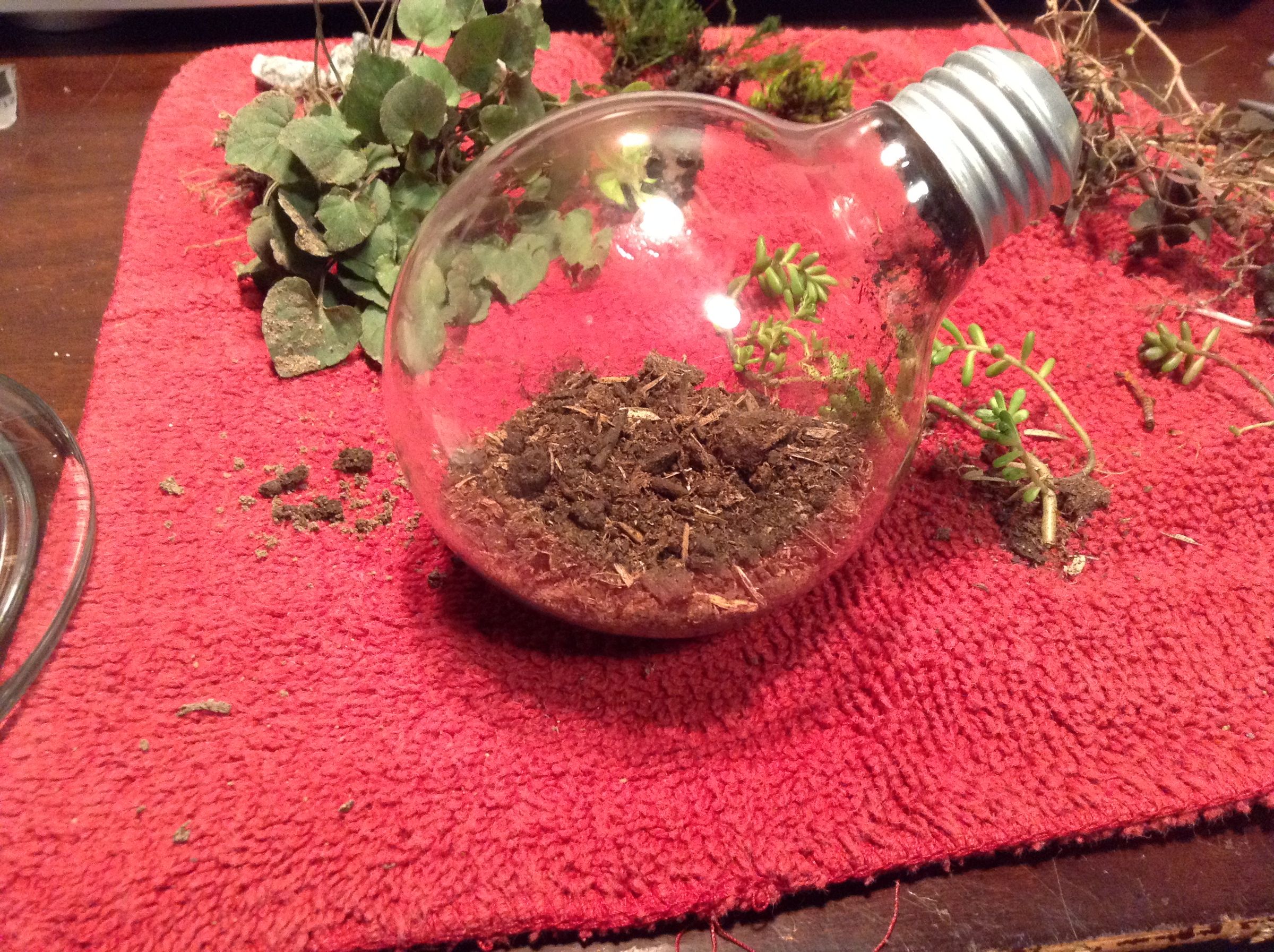 How to Make a Light Bulb Terrarium : 6 Steps (with Pictures ...