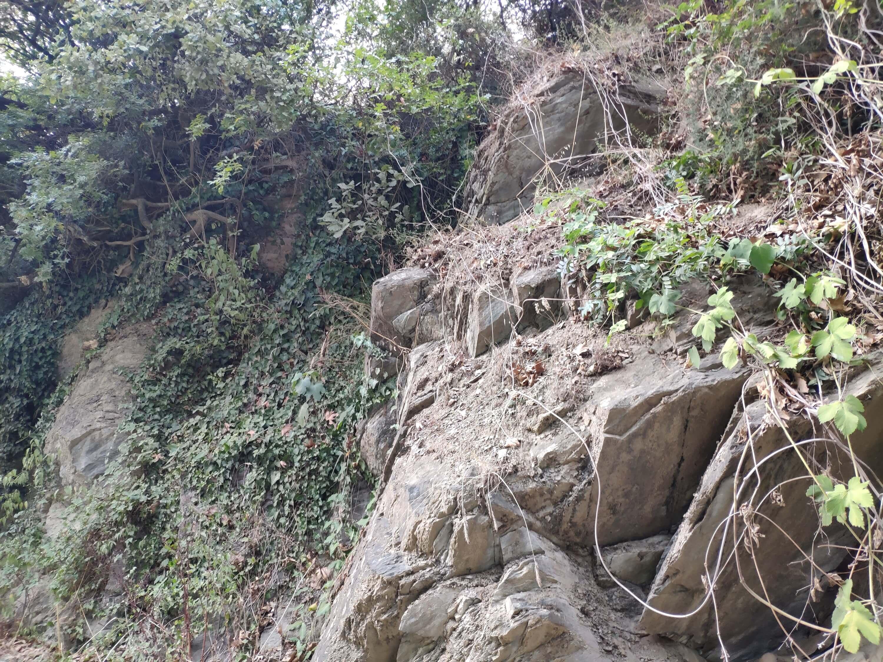 IoT AI-driven Tree Disease Identifier W/ Edge Impulse & MMS : 20 Steps - Instructables