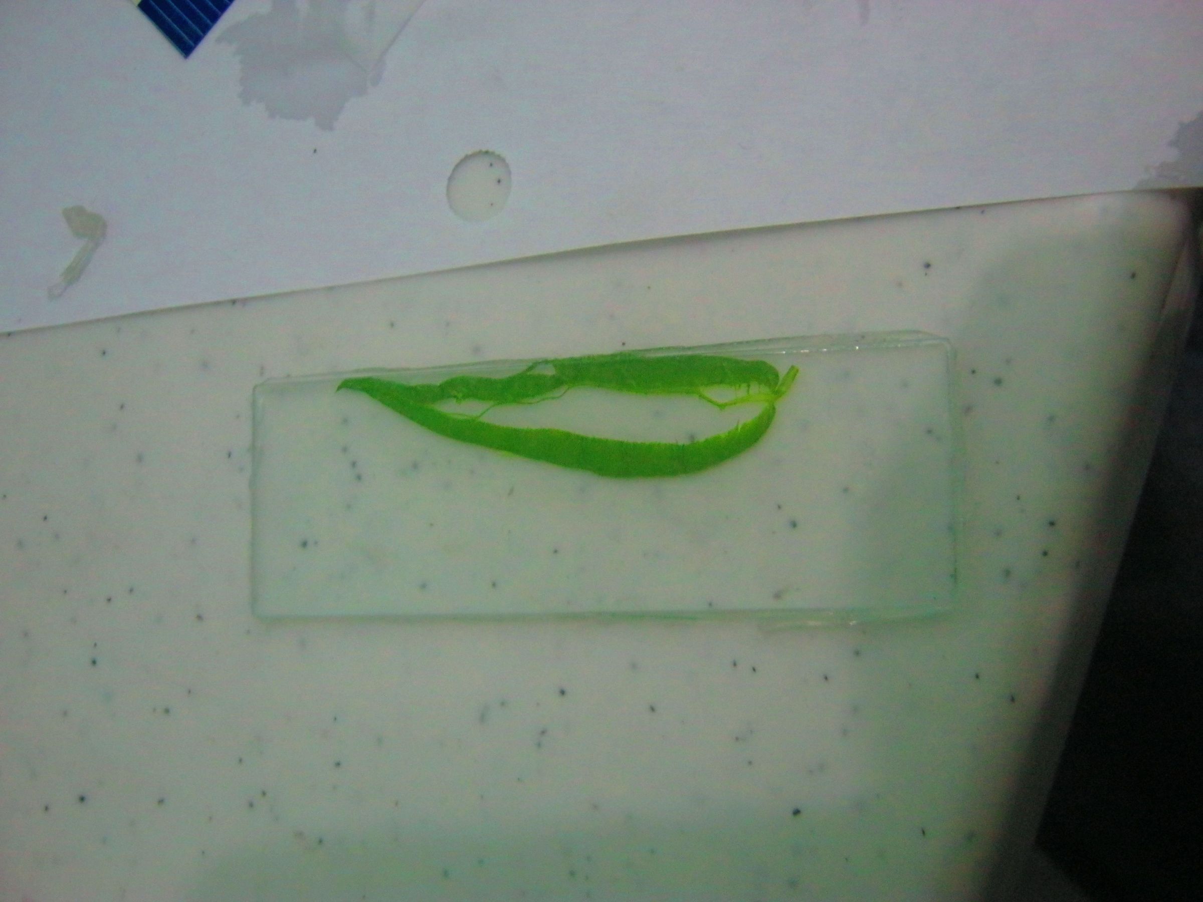 Make Your Own Safety Glass and Other SHENANIGANS : 6 Steps (with ...