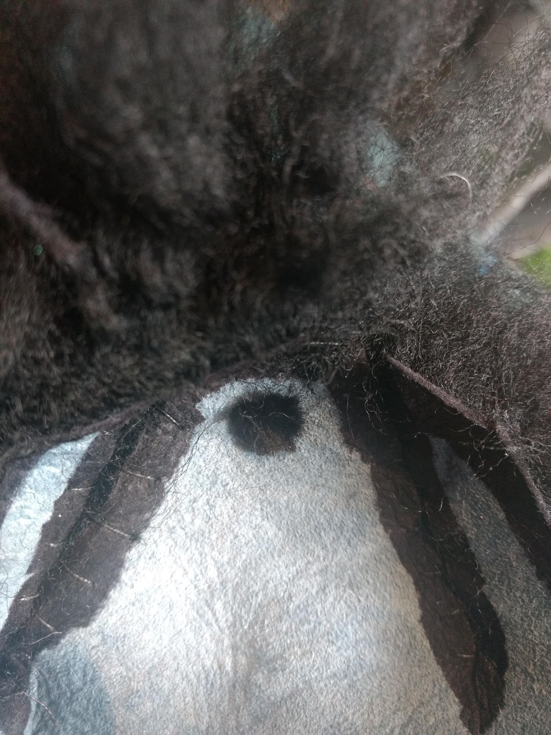 Beelzebub's Fly Hat : 9 Steps (with Pictures) - Instructables