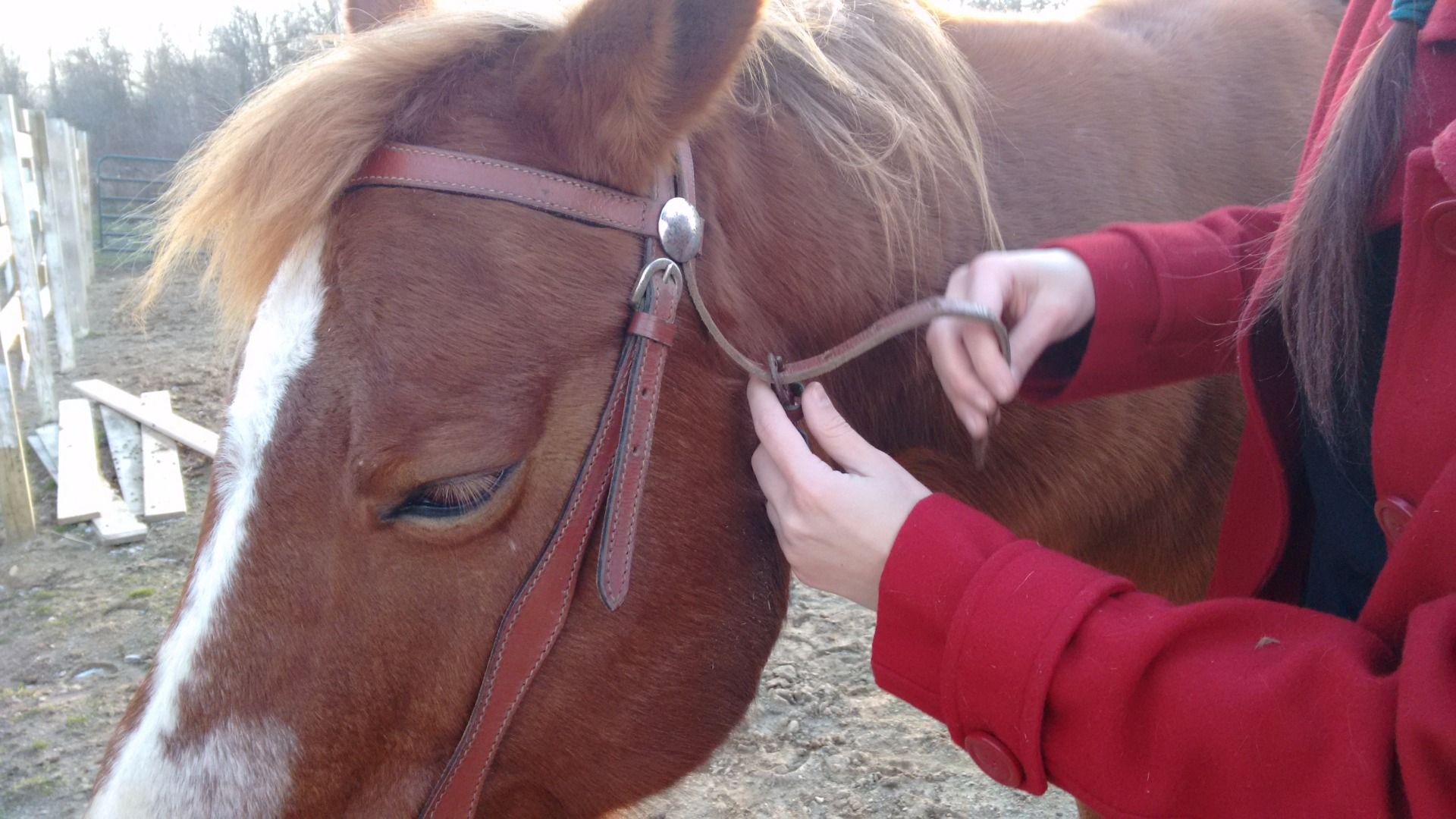 Tacking a Horse : 6 Steps (with Pictures) - Instructables