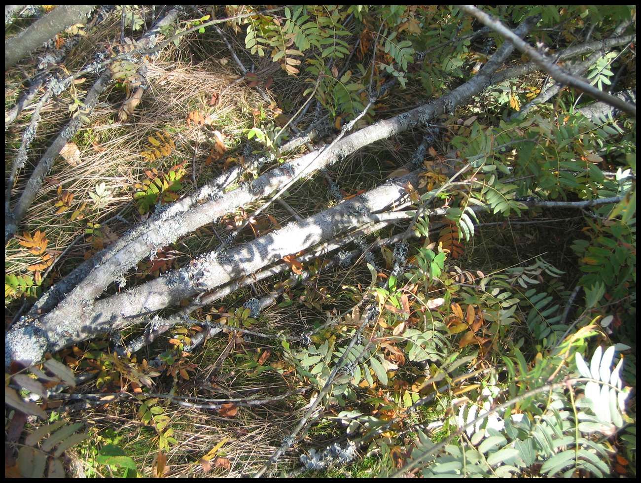 How to Carve a Sword : 4 Steps (with Pictures) - Instructables