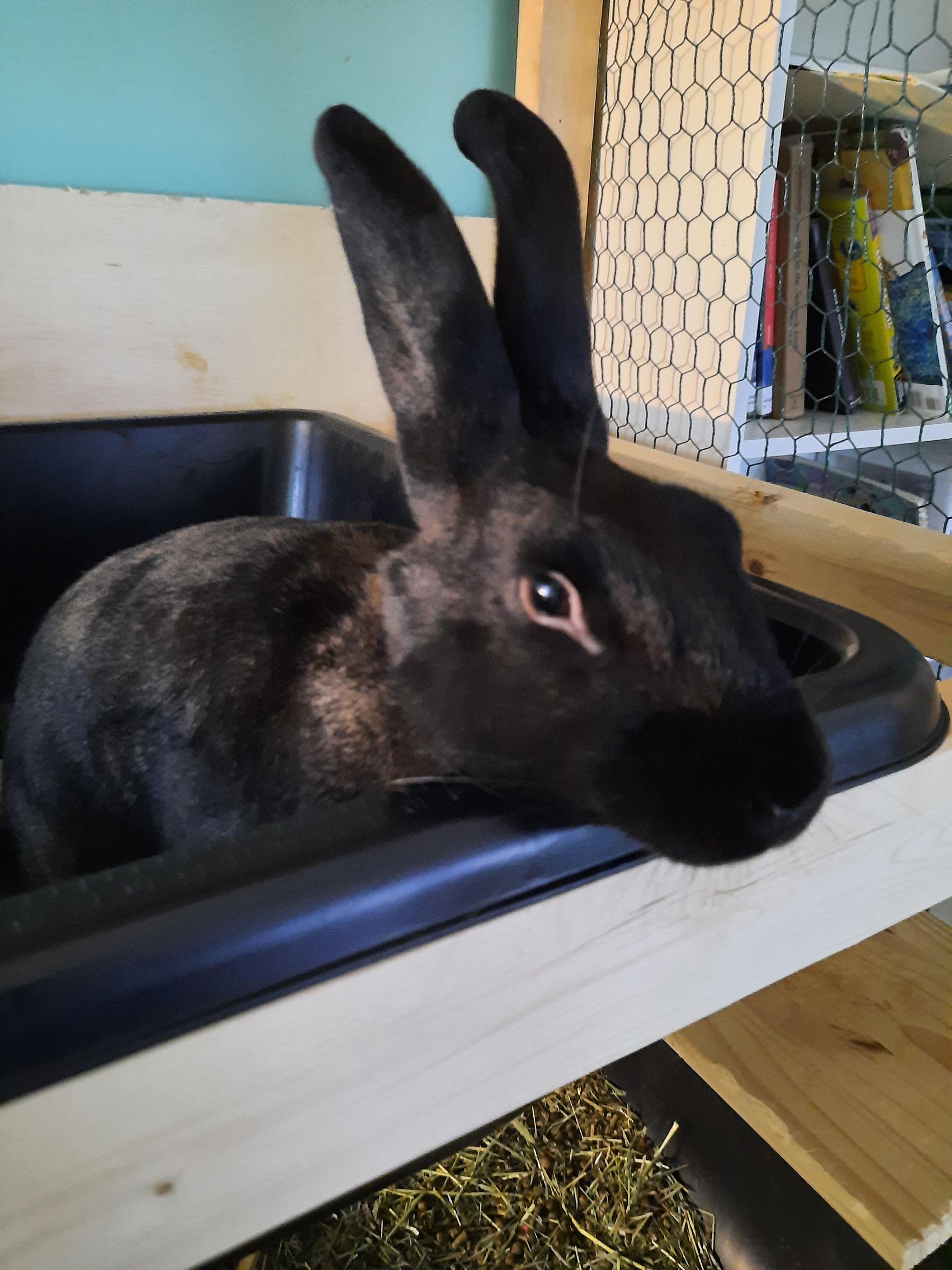 House Rabbit Palace : 7 Steps - Instructables