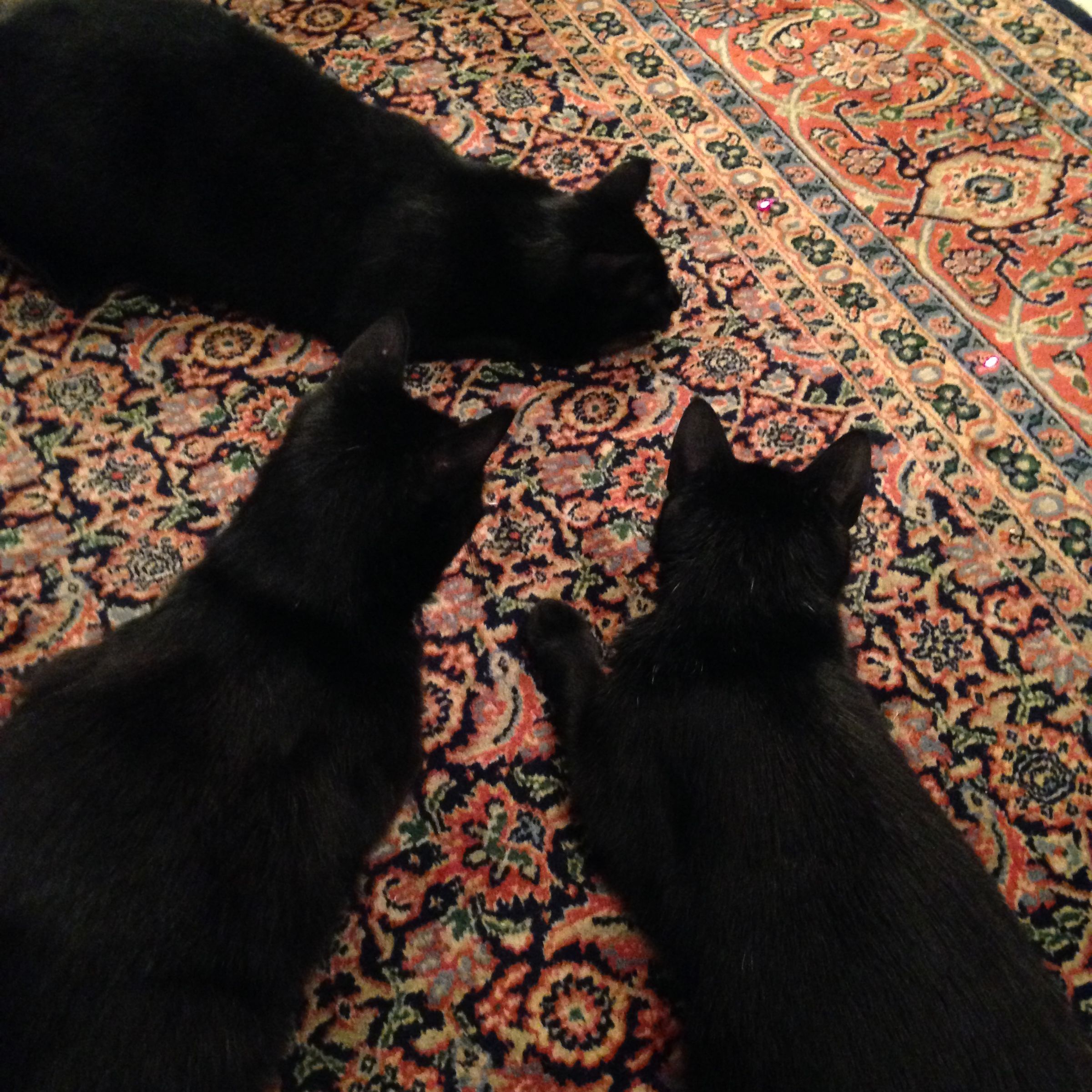 Dual Laser Pointer Cat Toy : 6 Steps (with Pictures) - Instructables