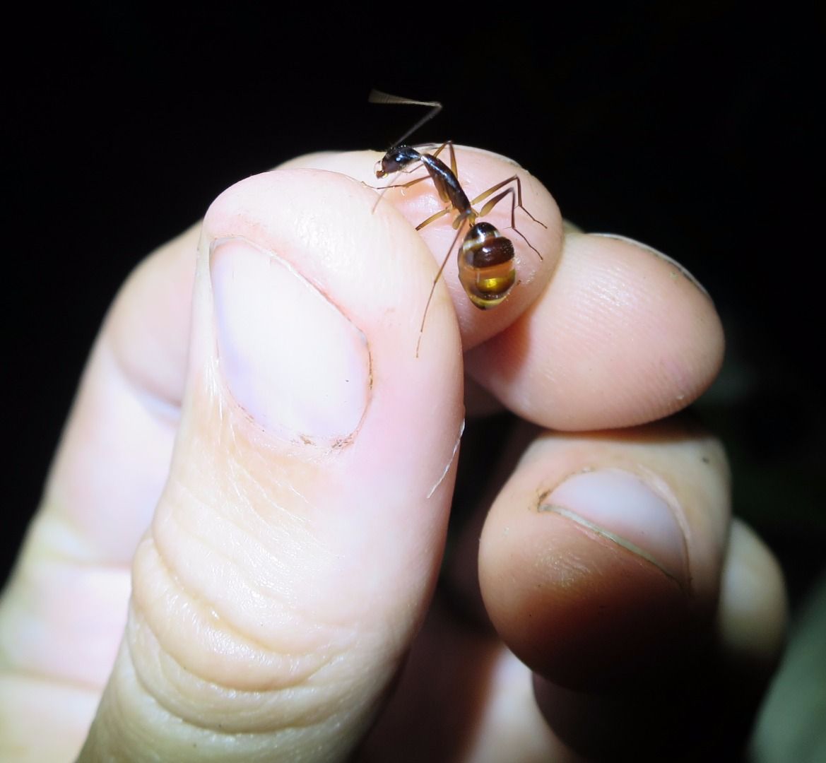 Fiber-Optic Jungle Insect Traffic Taster : 17 Steps (with Pictures ...