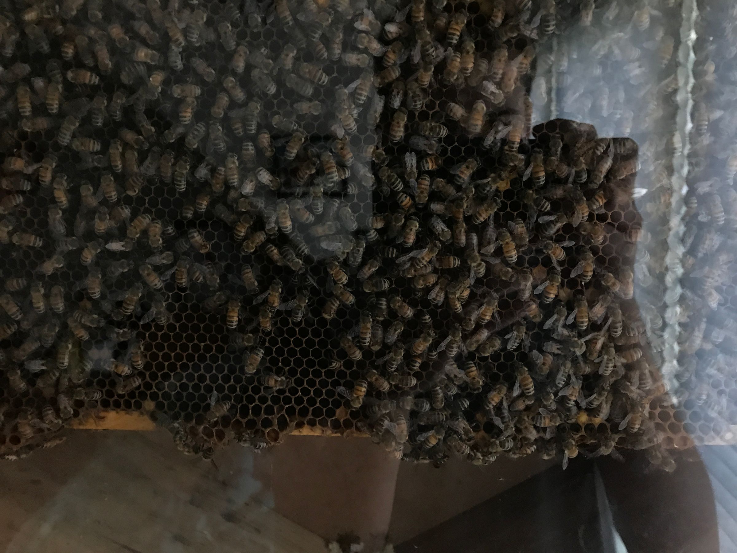 Wooden Observation Beehive ::UPDATED!:: : 11 Steps (with Pictures ...