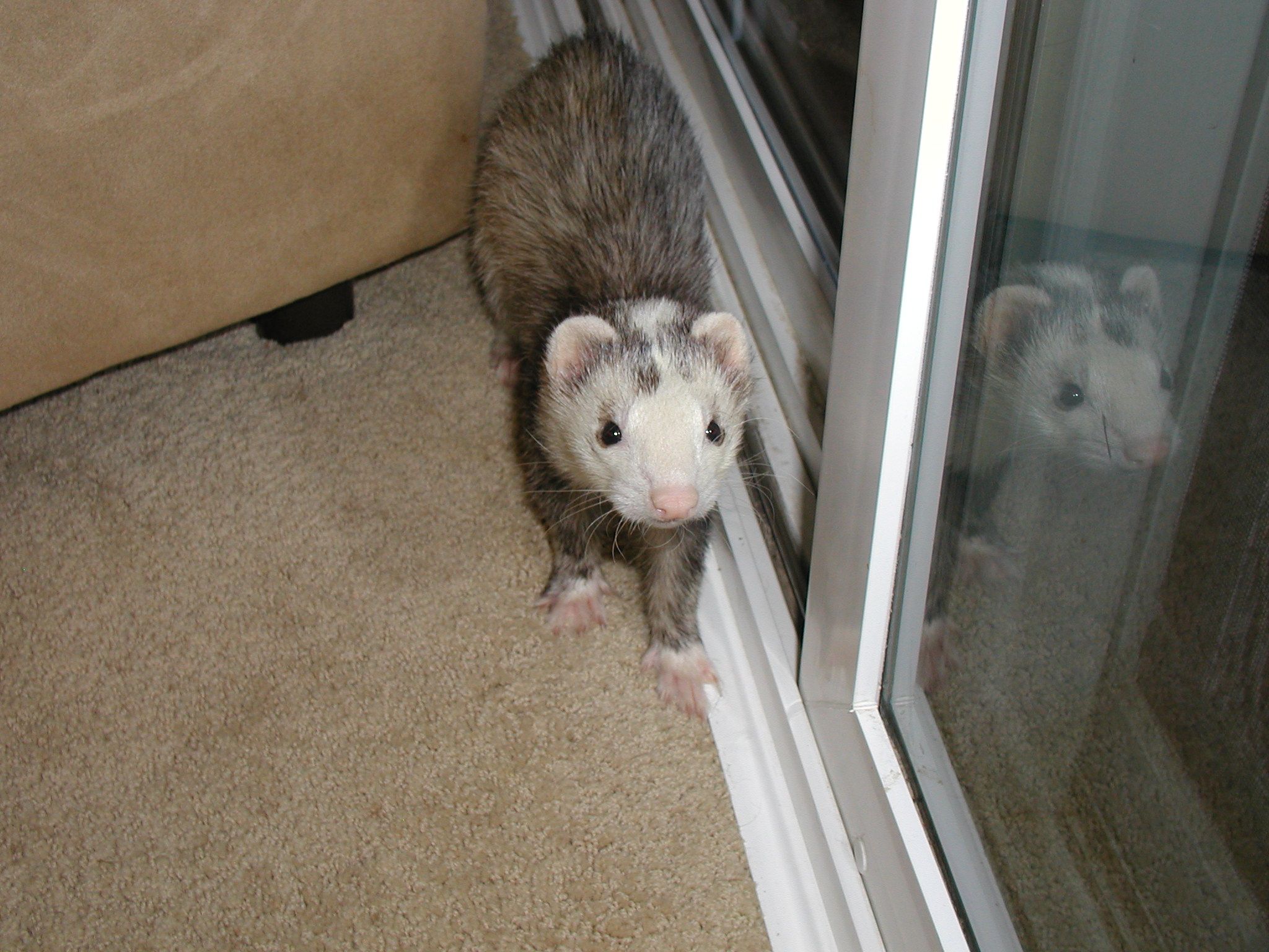 Intro to Ferrets : 5 Steps - Instructables