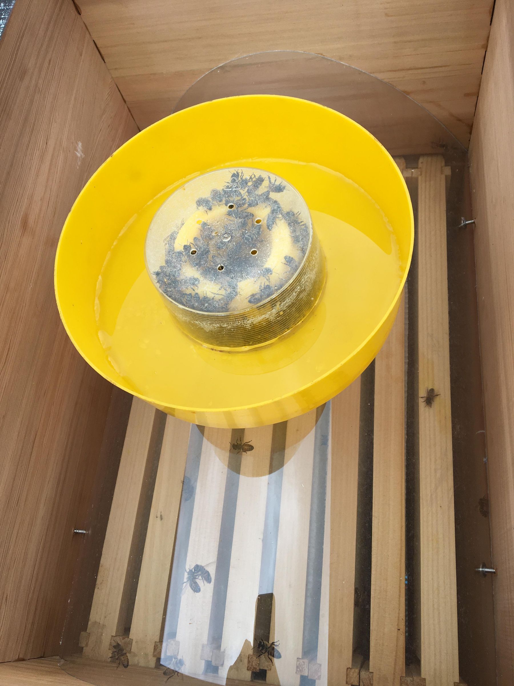 DIY HONEY BEE HIVE OBSERVATION DOME WITH IN HIVE FEEDER : 5 Steps (with ...