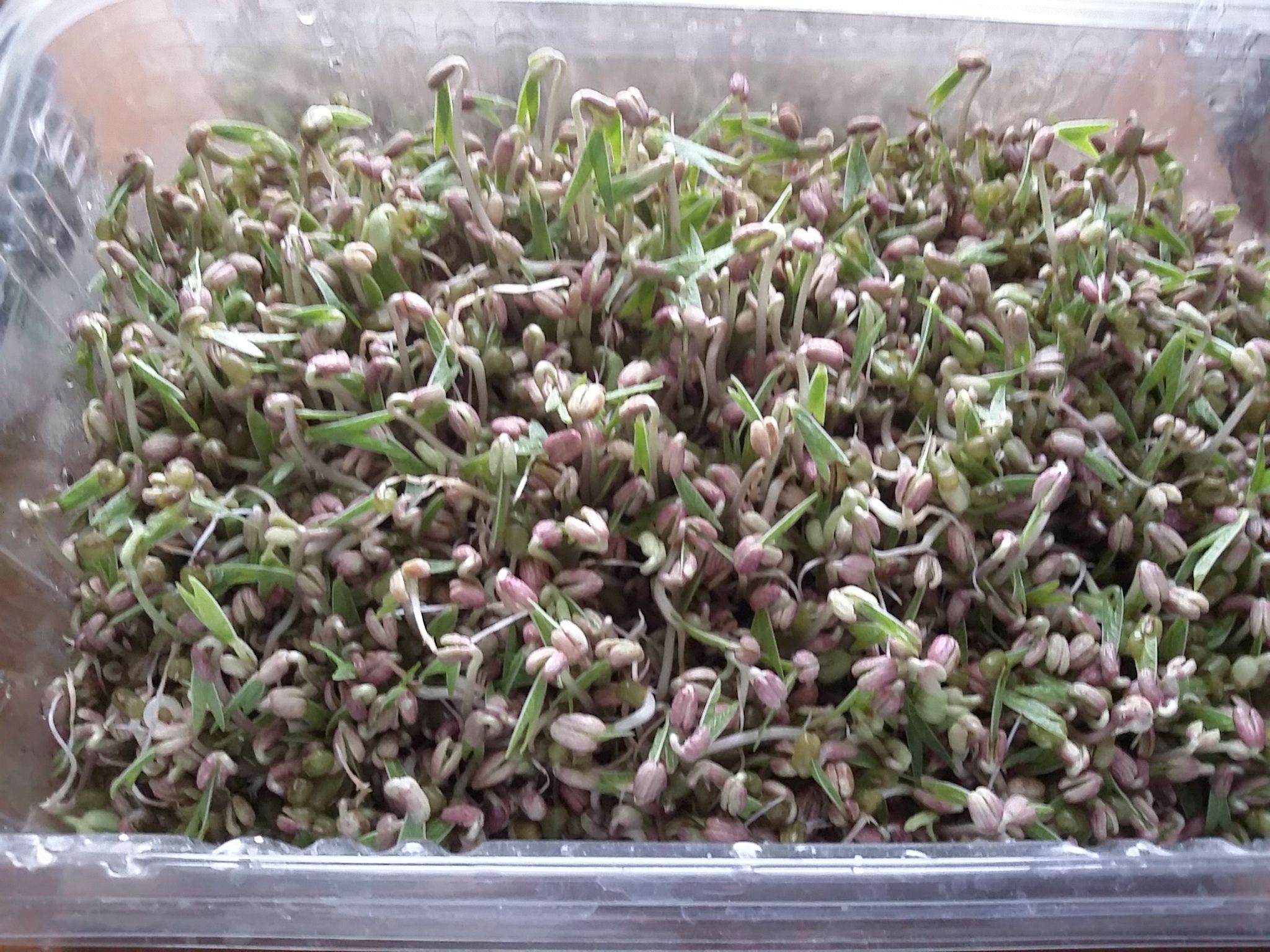 Sprouting Chicken Feed : 7 Steps (with Pictures) - Instructables