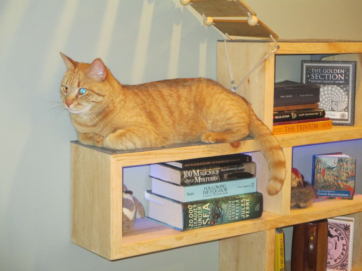 Cat Adventure and Escape Wall : 12 Steps (with Pictures) - Instructables