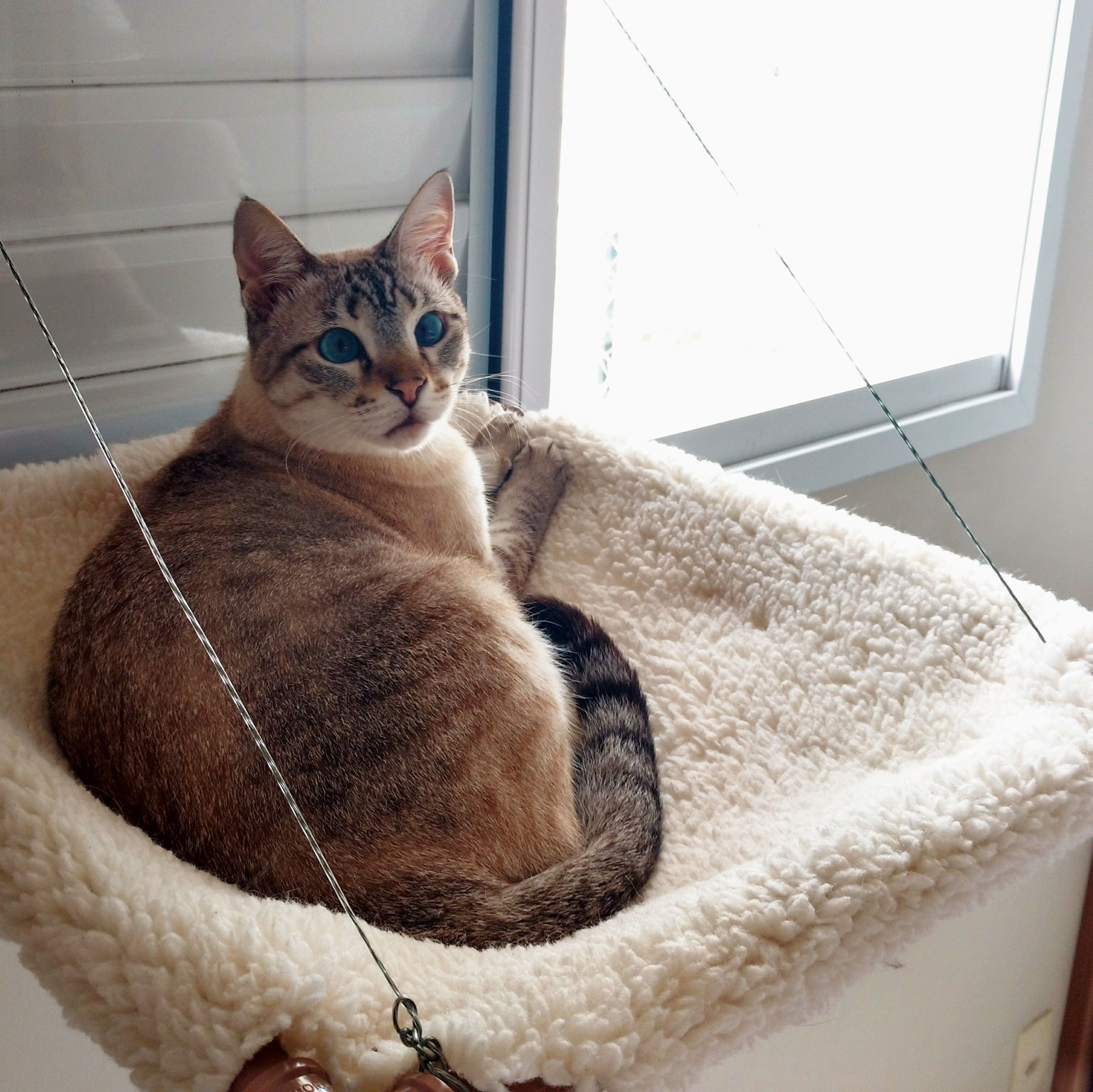 Glass Mounted Hanging Cat Bed : 8 Steps (with Pictures) - Instructables