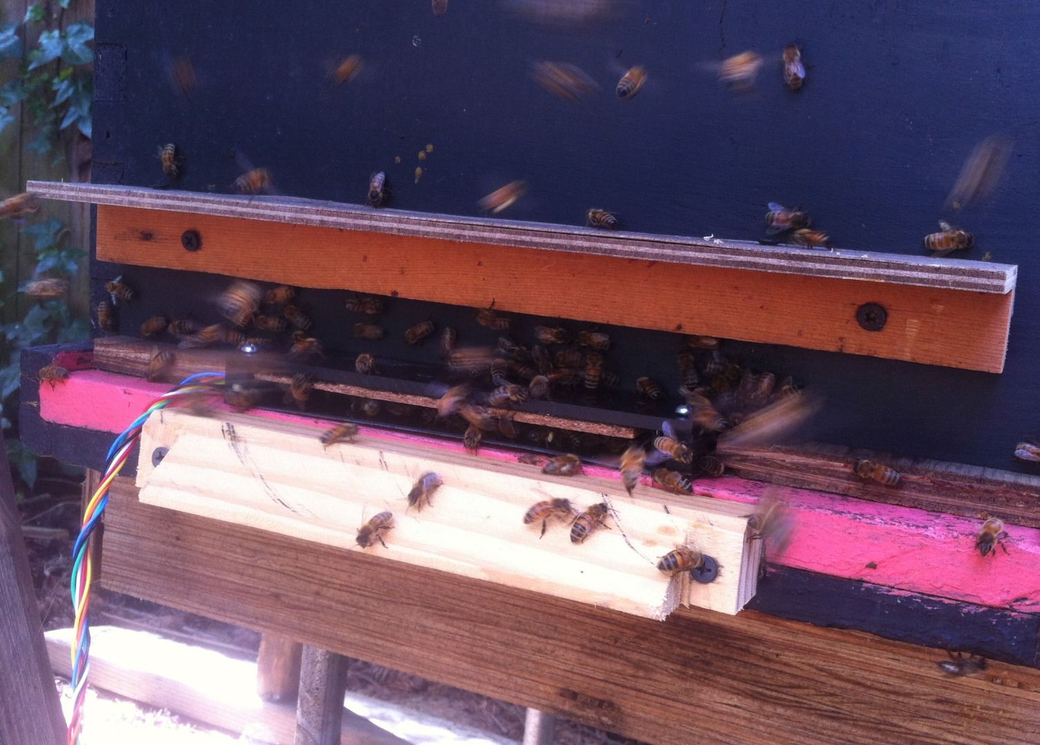 Honey Bee Counter II : 5 Steps - Instructables