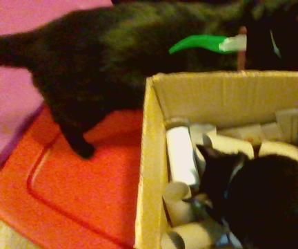 The Cat Treat Box : 5 Steps - Instructables